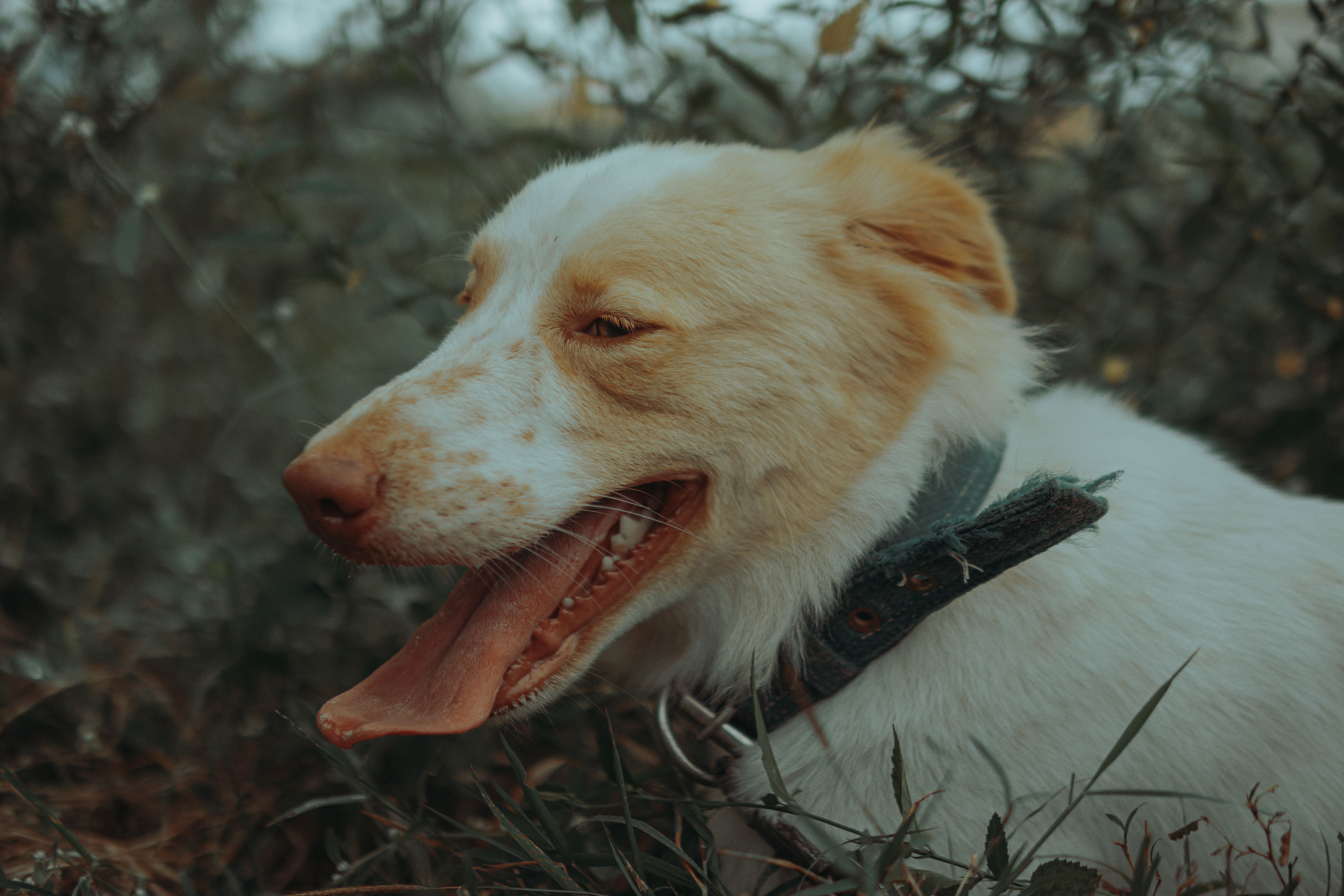 Head of Dog · Free Stock Photo