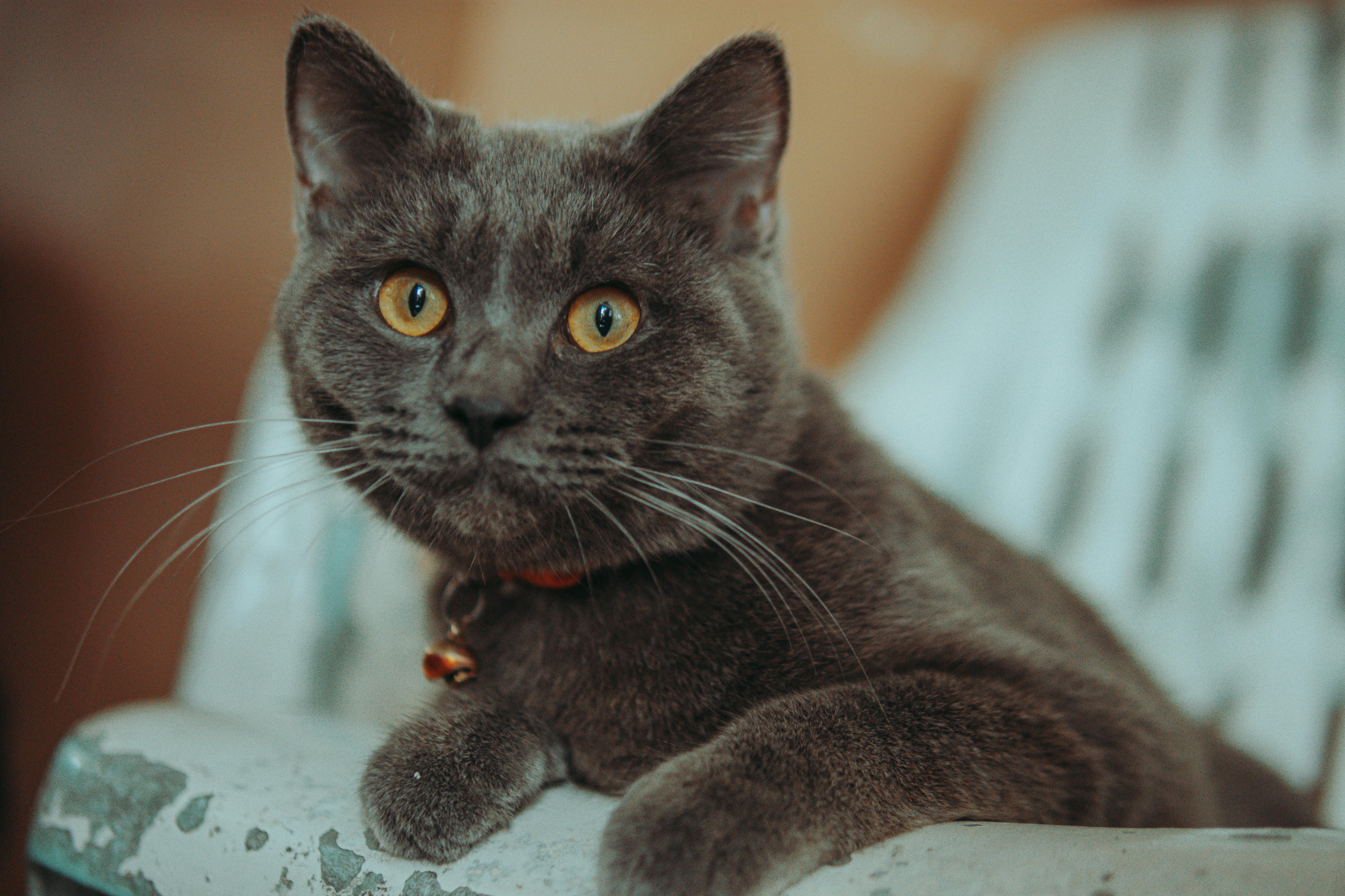 Foto stok gratis tentang adegan domestik, anak kucing, anggun, awas ...