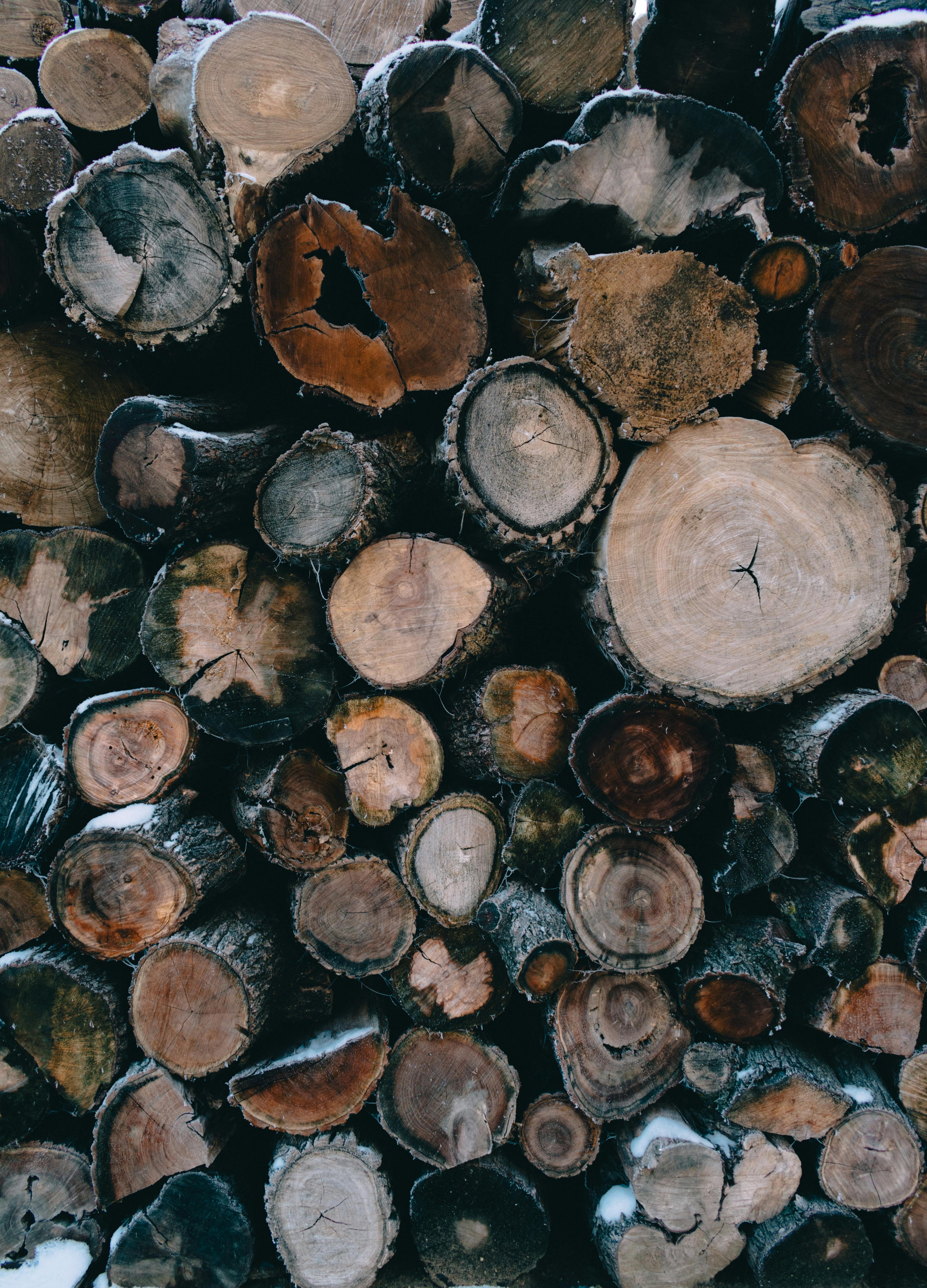 Small Tree Stubs · Free Stock Photo