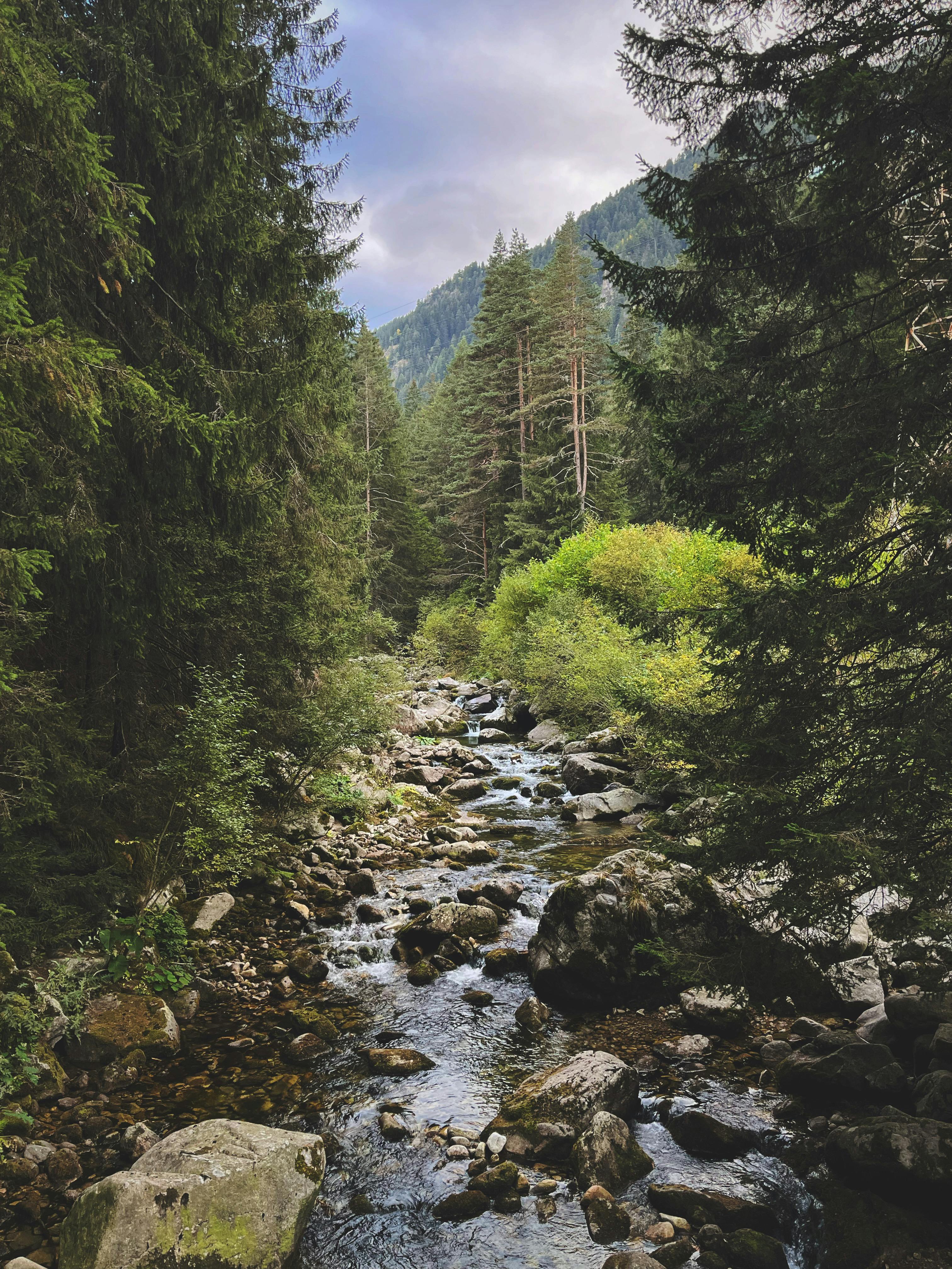 Rocks on Stream in Forest · Free Stock Photo