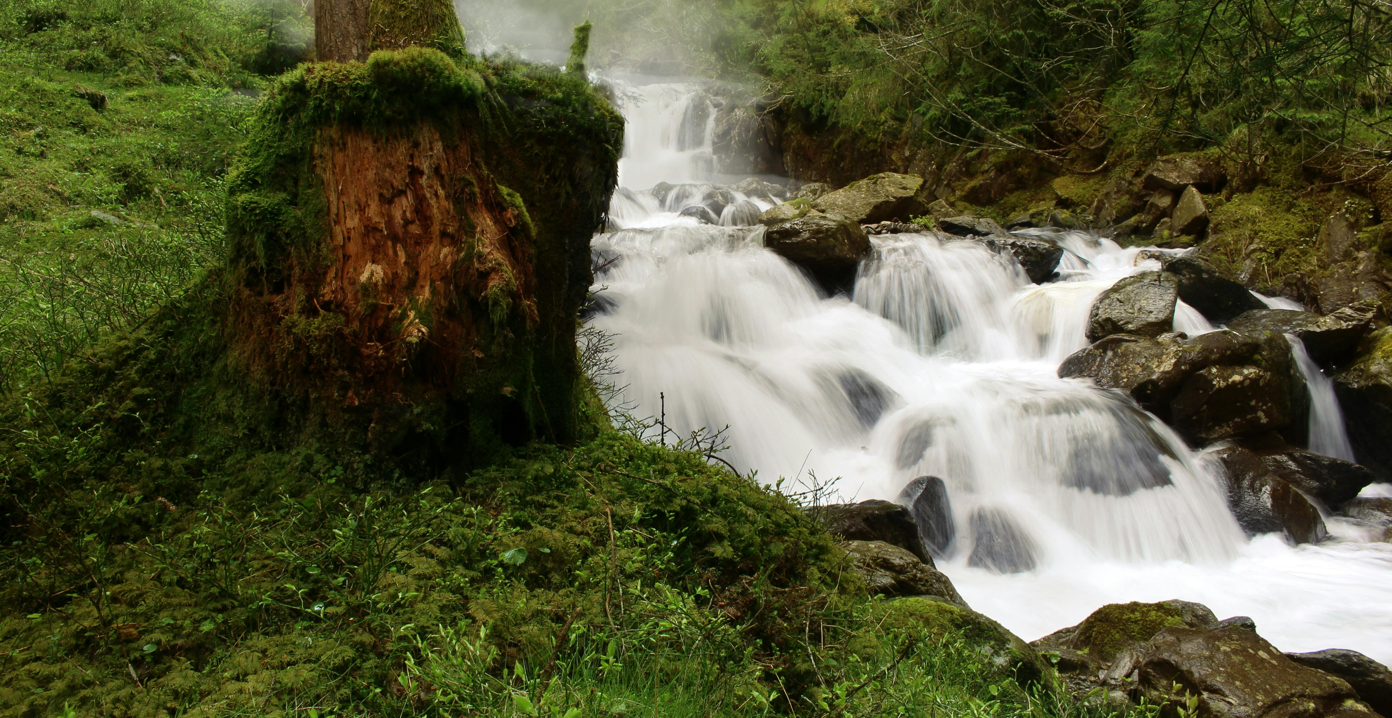Tree near Stream in Forest · Free Stock Photo