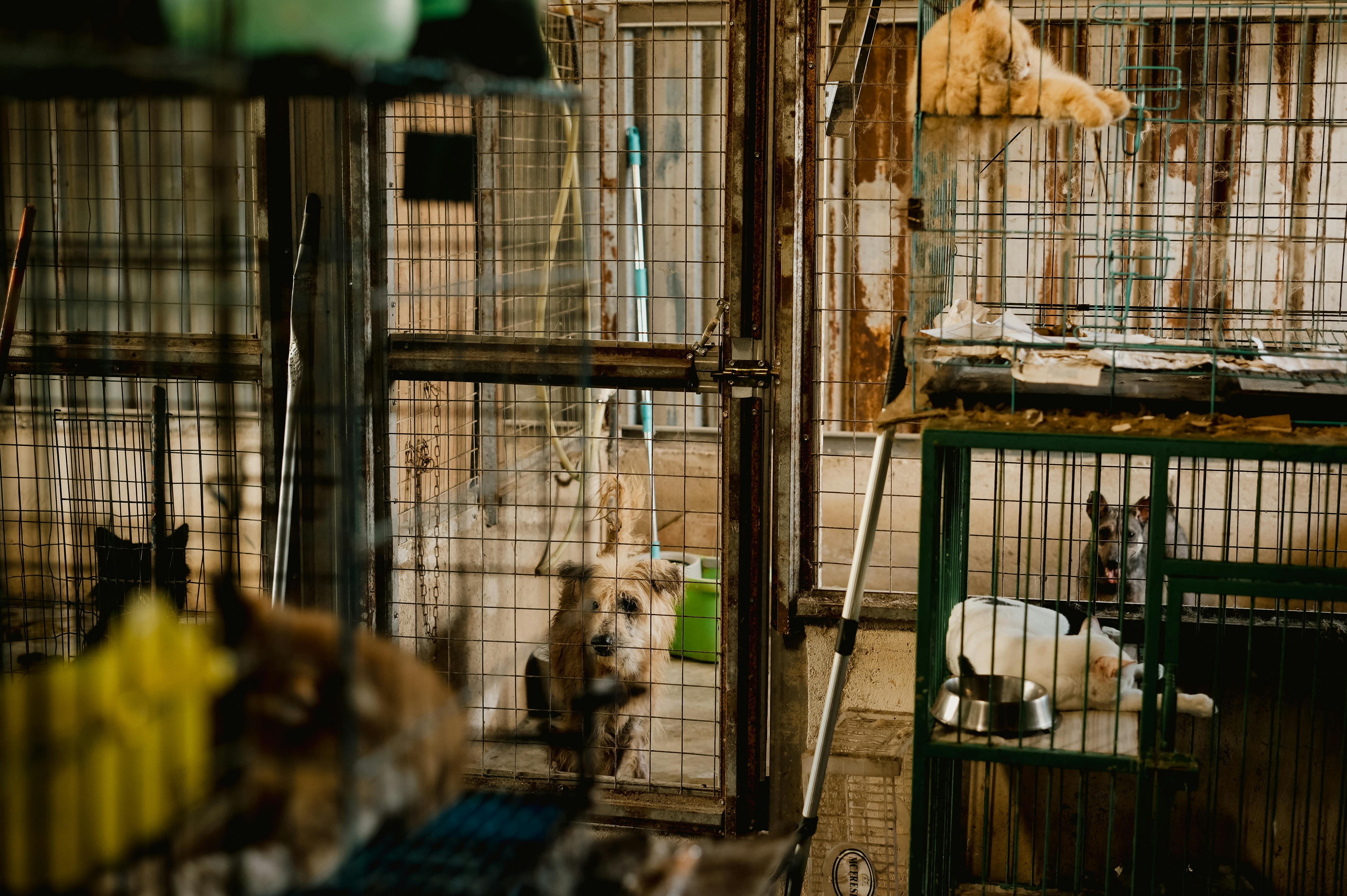 Cats and Dogs in Cages in Shelter · Free Stock Photo