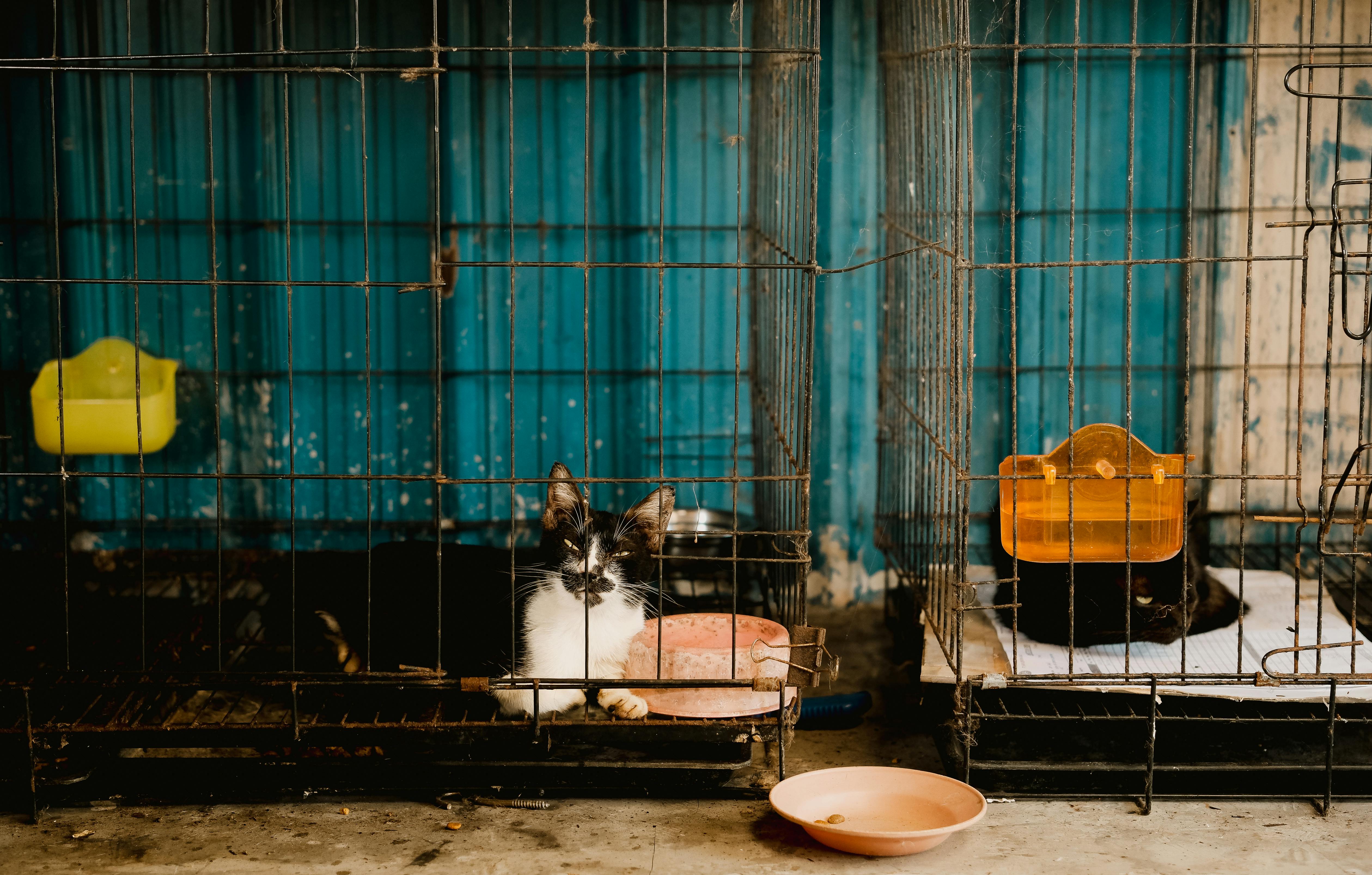 Cat Behind Cage Photos, Download The BEST Free Cat Behind Cage Stock ...