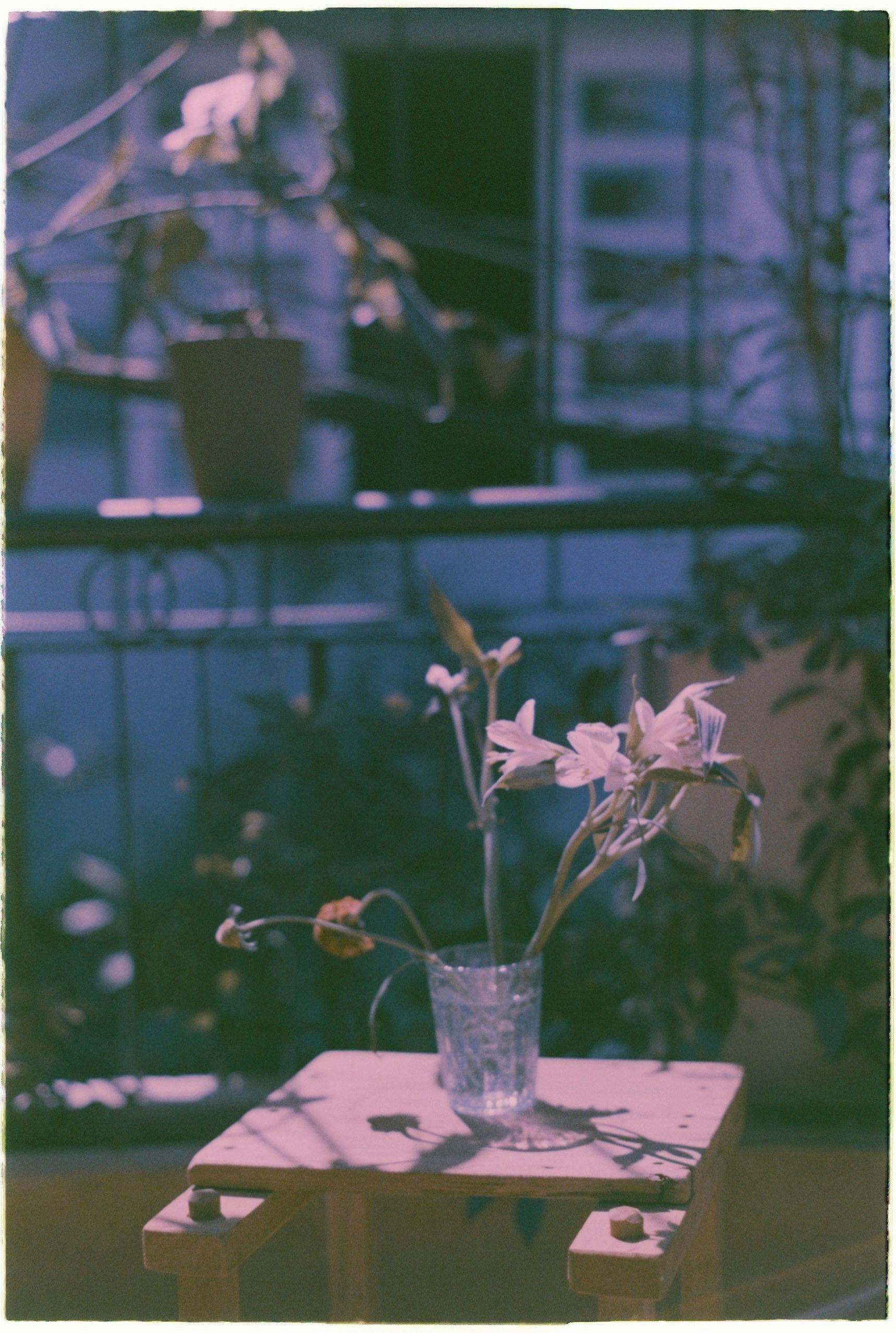 Goan Flowers Photos, Download The BEST Free Goan Flowers Stock Photos ...