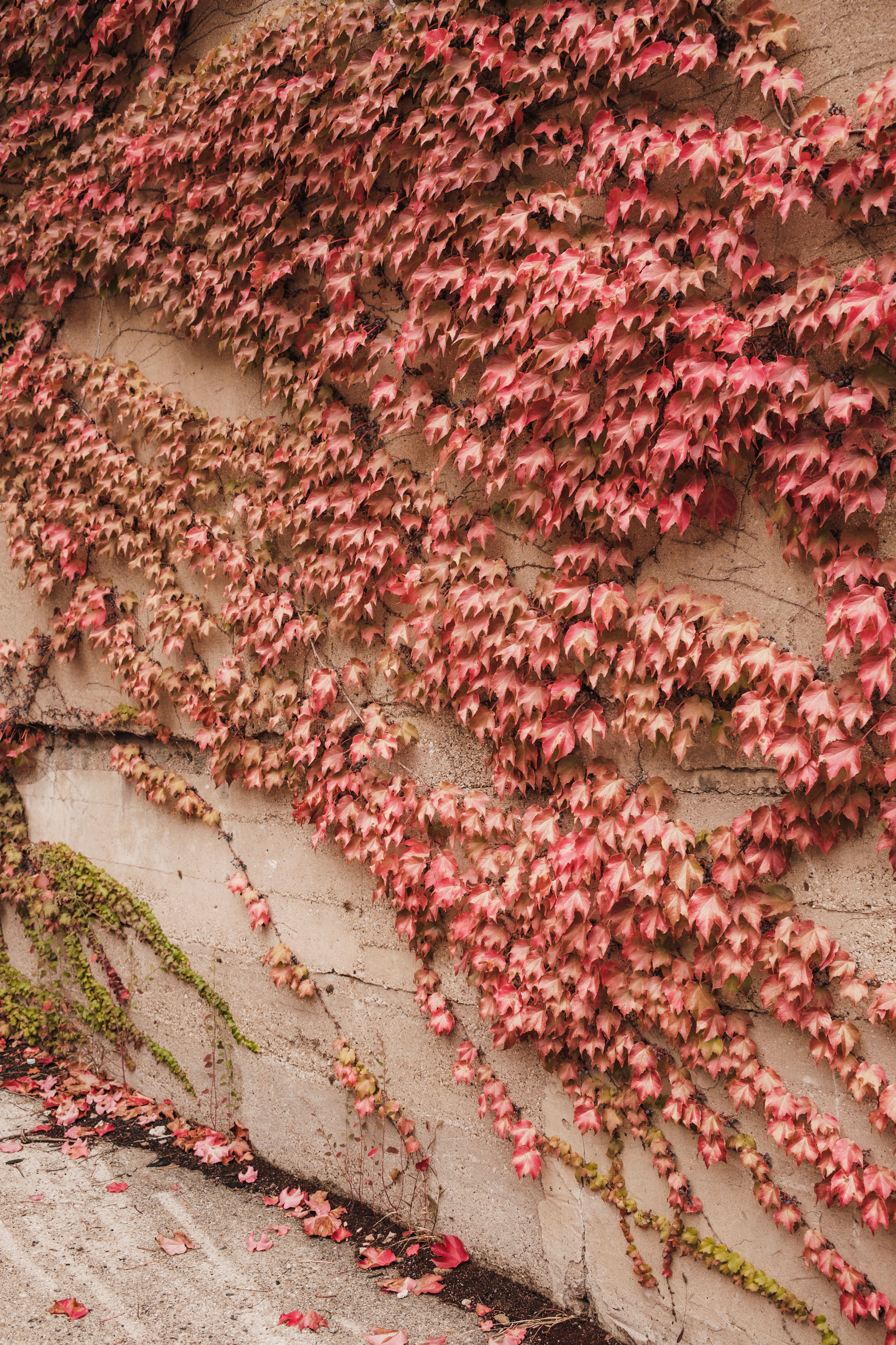 Autumn Red Leaves of Ivy · Free Stock Photo