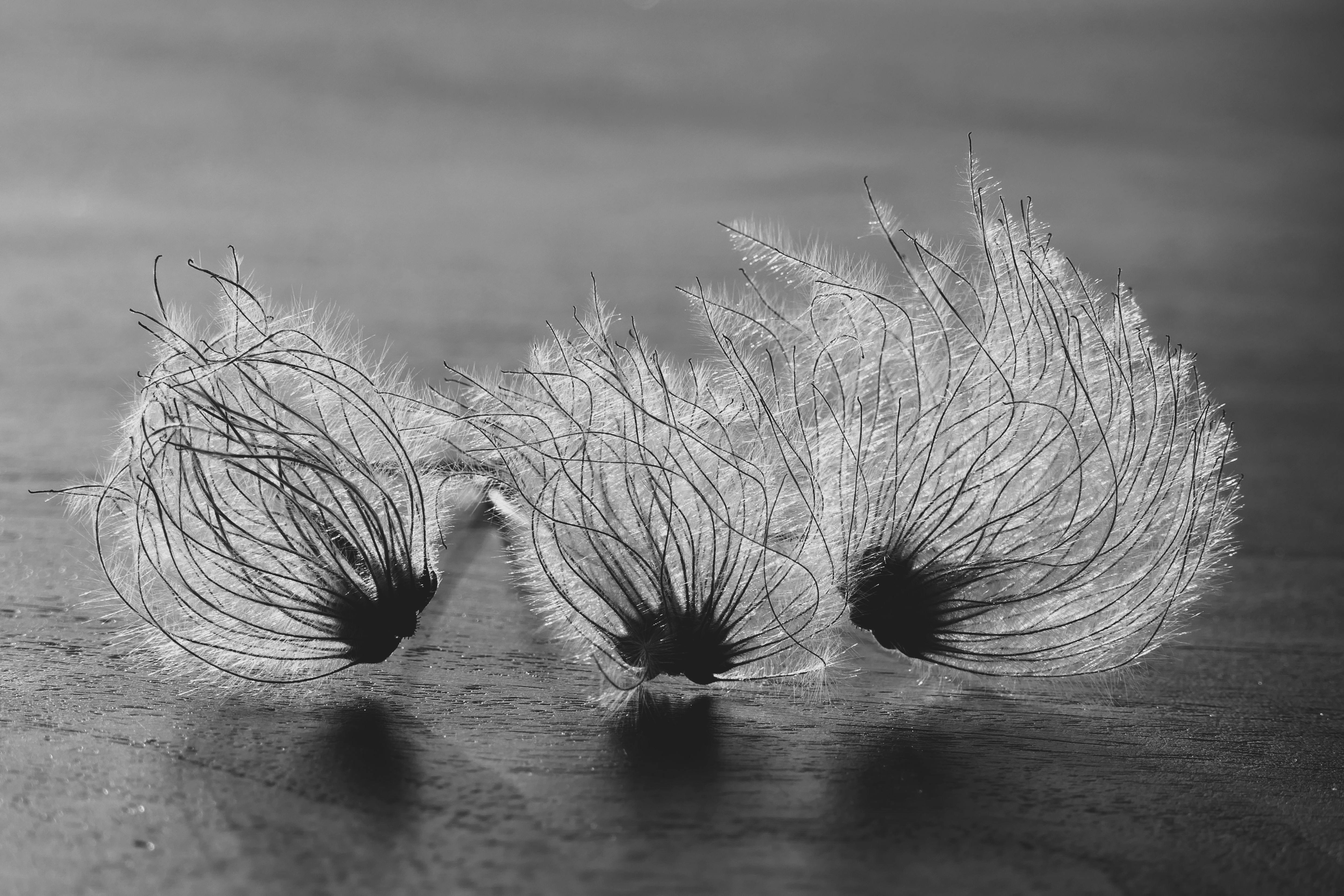 62+ Fotos y Imágenes de Contraluz Gratis · Banco de Fotos Gratis