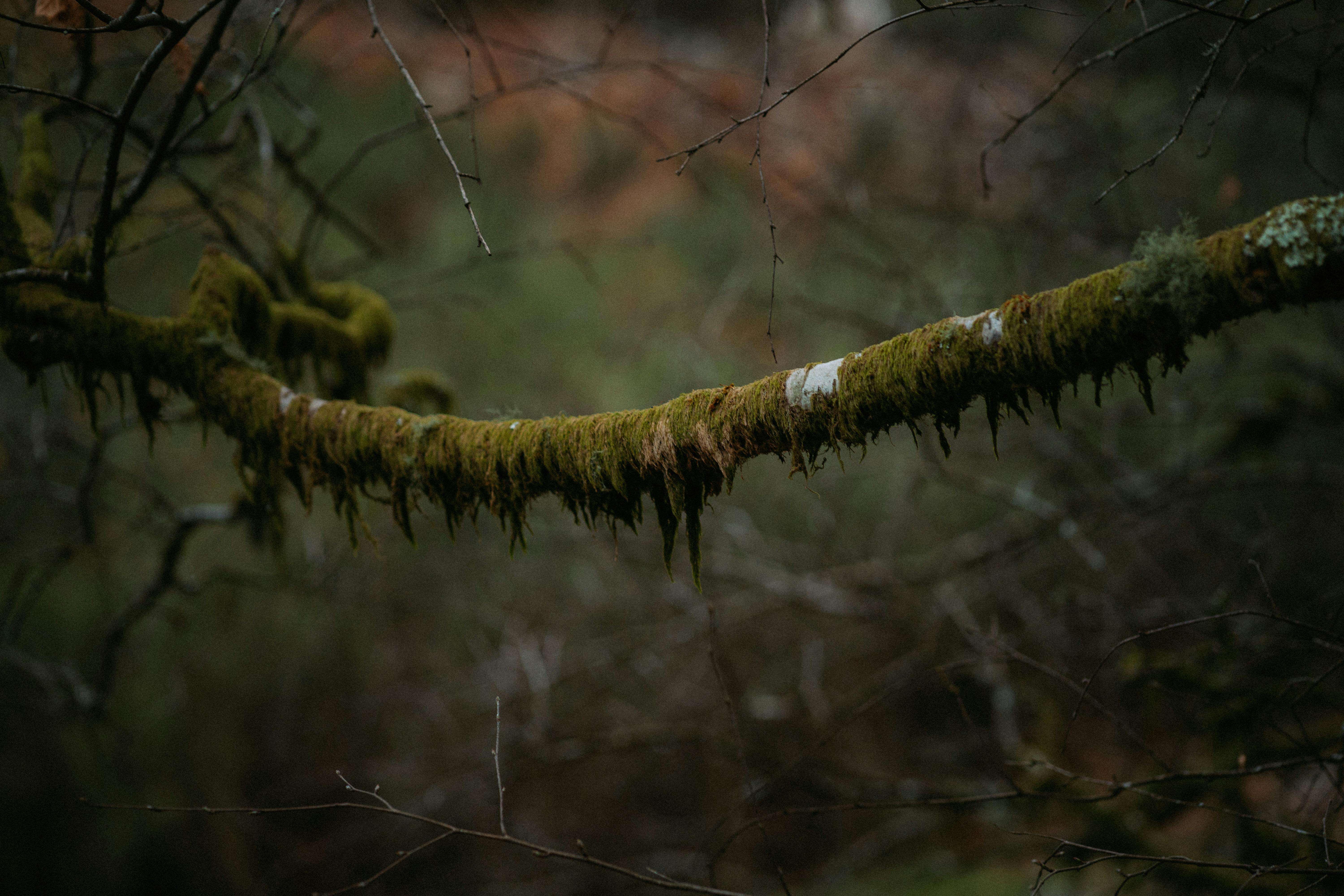 Moss on Branch · Free Stock Photo