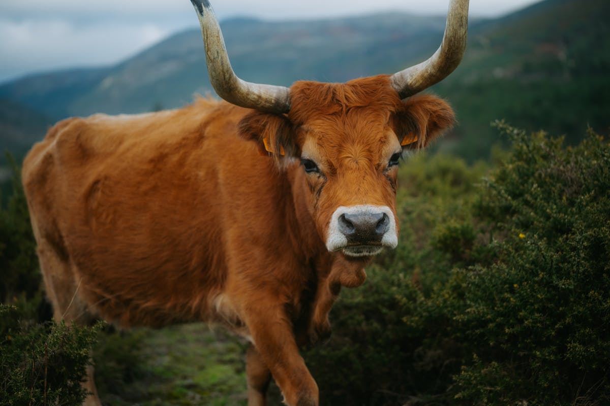 Long Horned Cattle Photos, Download The BEST Free Long Horned Cattle ...