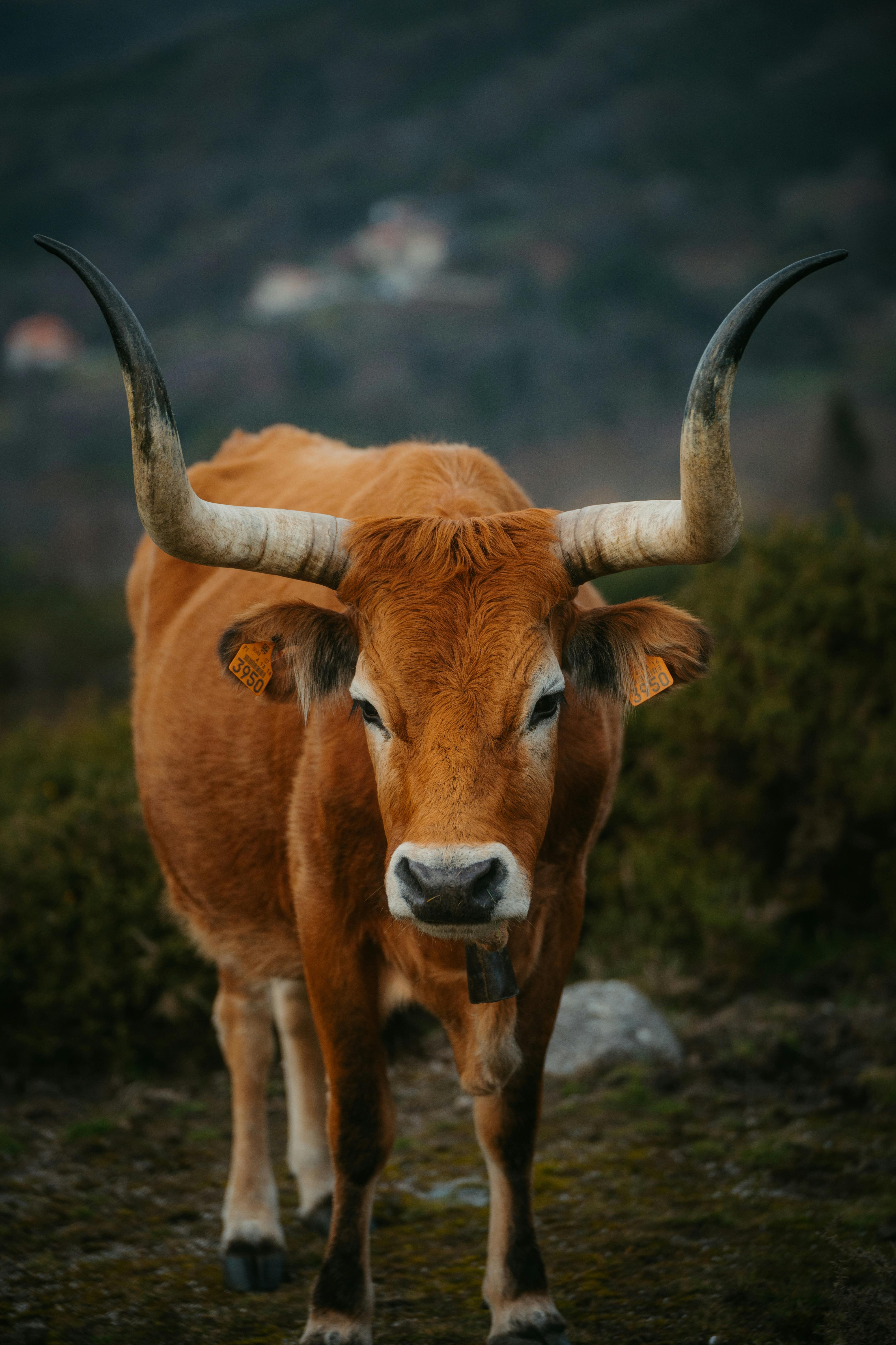 Long Horned Cow Photos, Download The BEST Free Long Horned Cow Stock ...