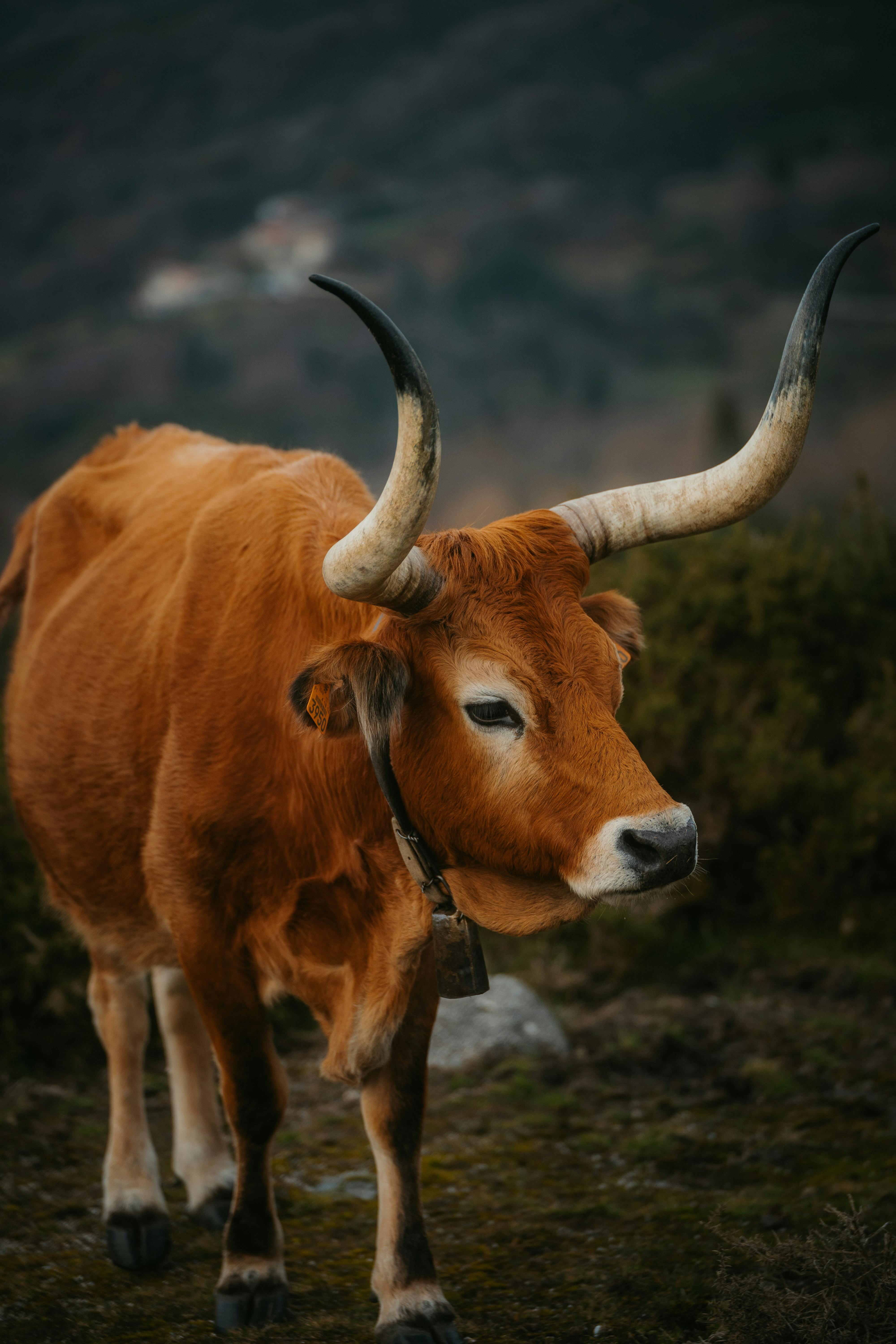 Cachena Standing in Pasture · Free Stock Photo