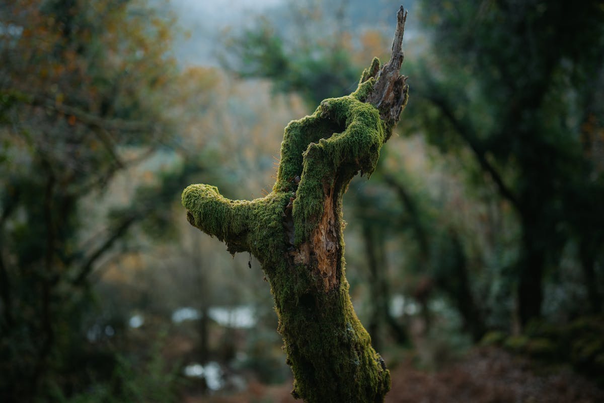 Dead Moss Photos, Download The BEST Free Dead Moss Stock Photos & HD Images