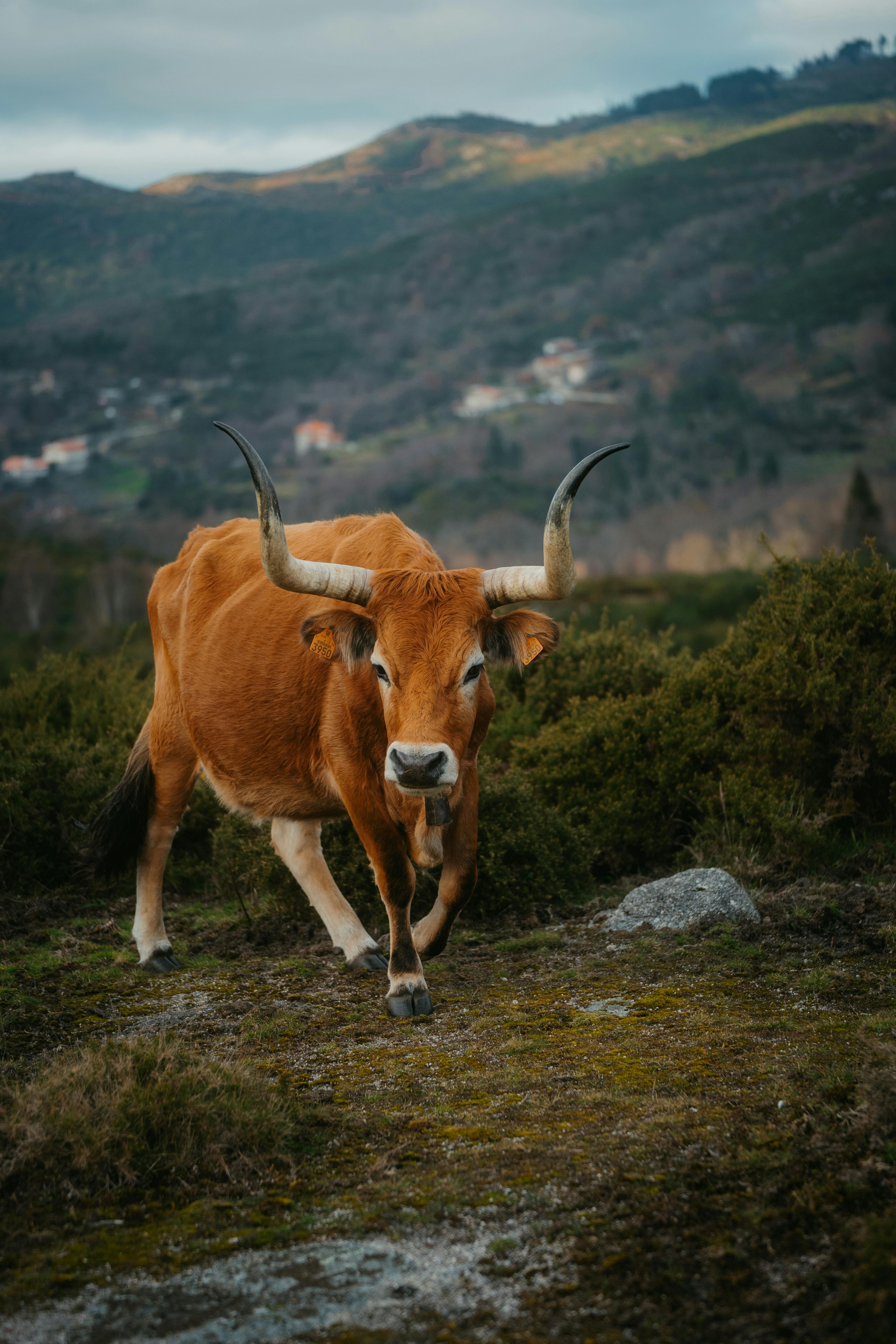 Cow Dung Photos, Download The BEST Free Cow Dung Stock Photos & HD Images