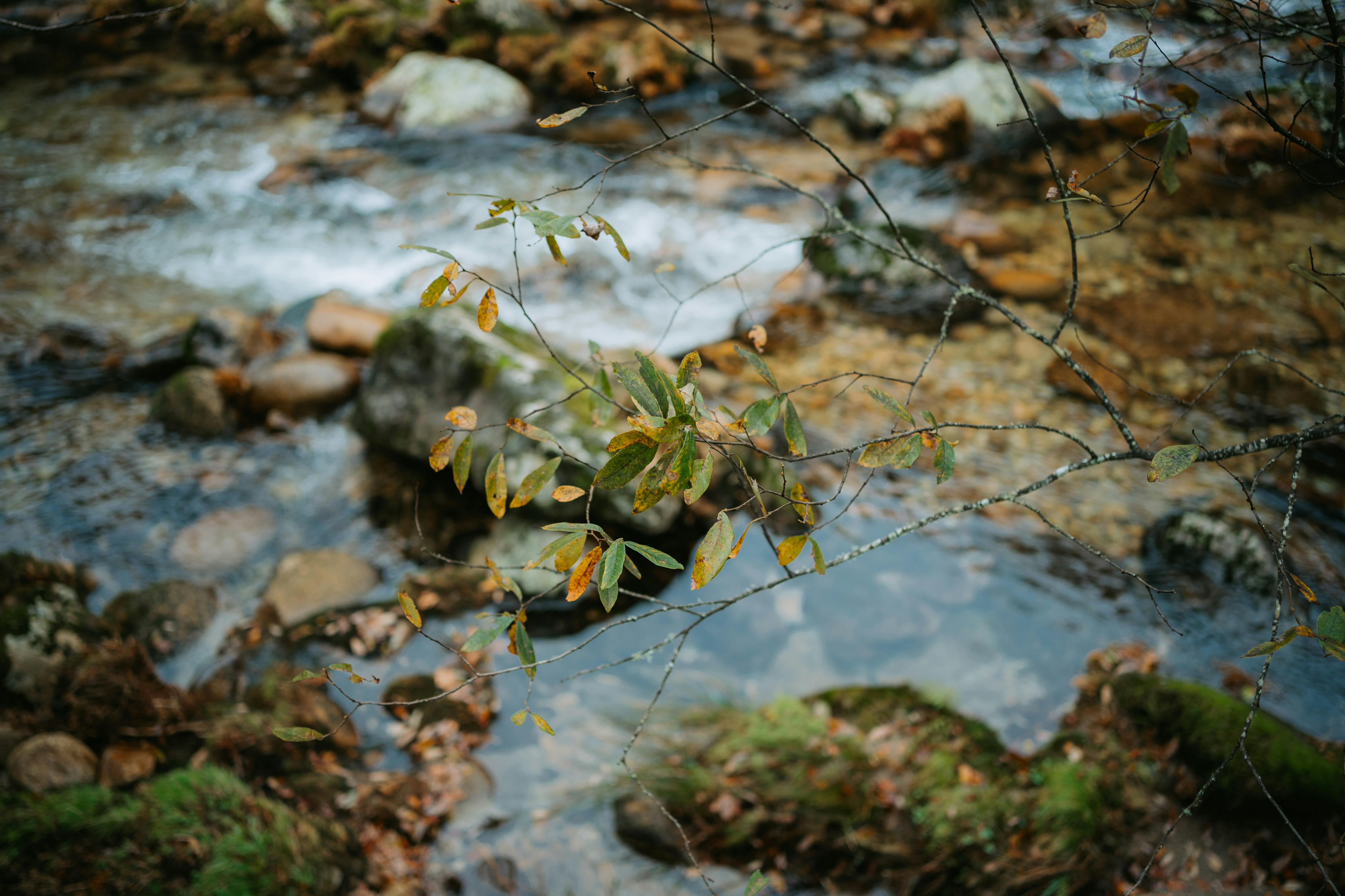 Leaves on Branches over Stream · Free Stock Photo