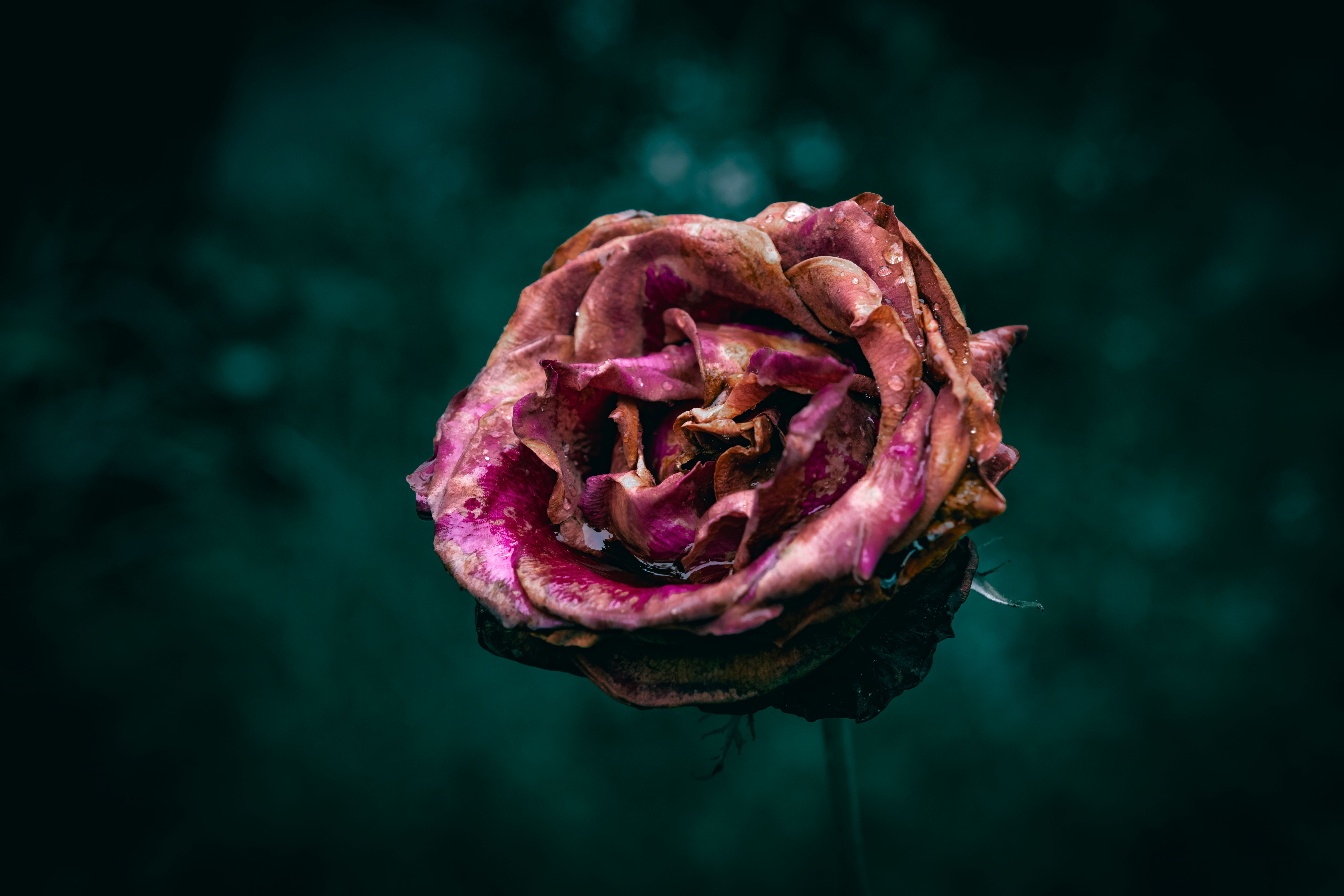 Vintage Dying Rose Photos, Download The BEST Free Vintage Dying Rose ...