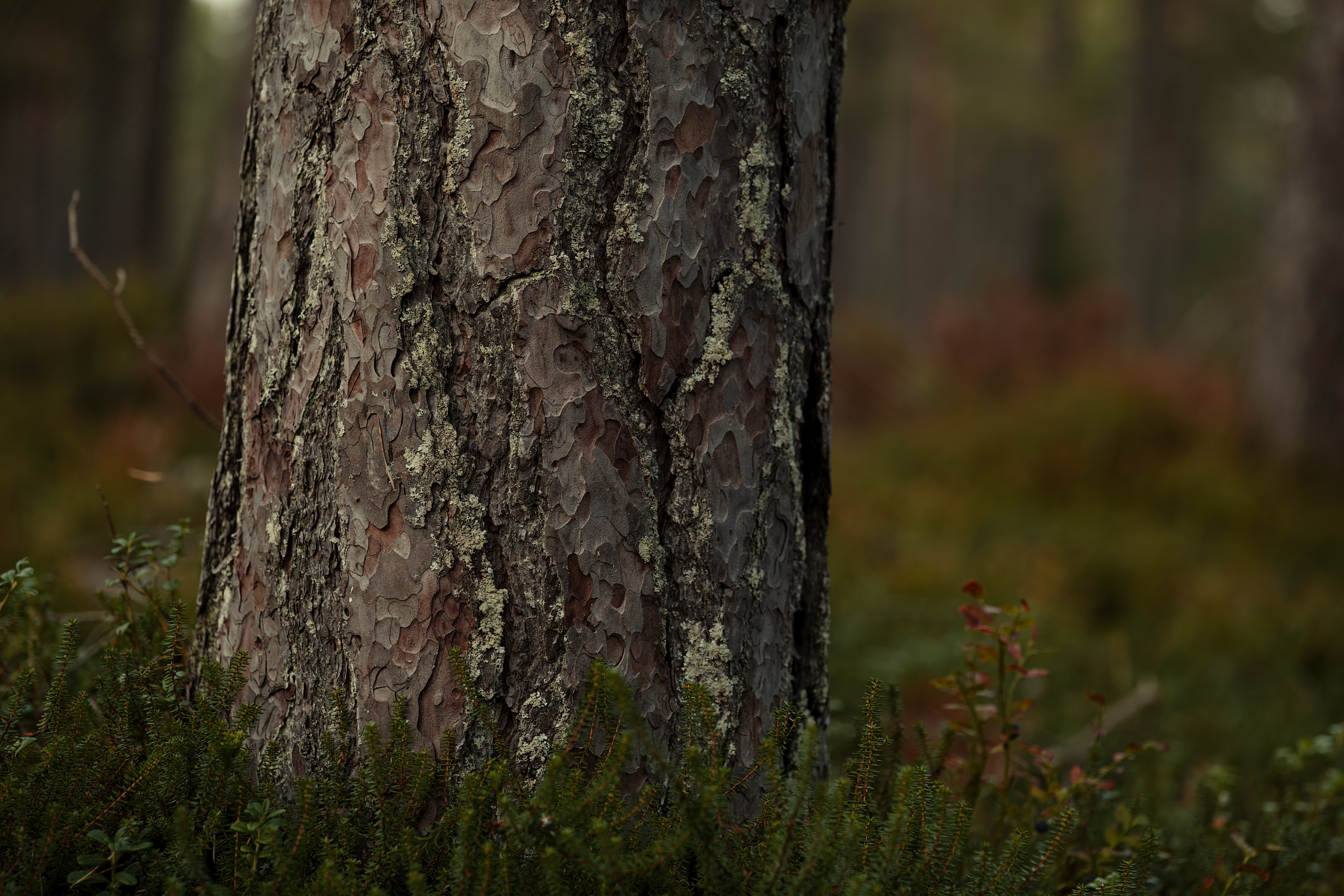 Bark of Tree · Free Stock Photo