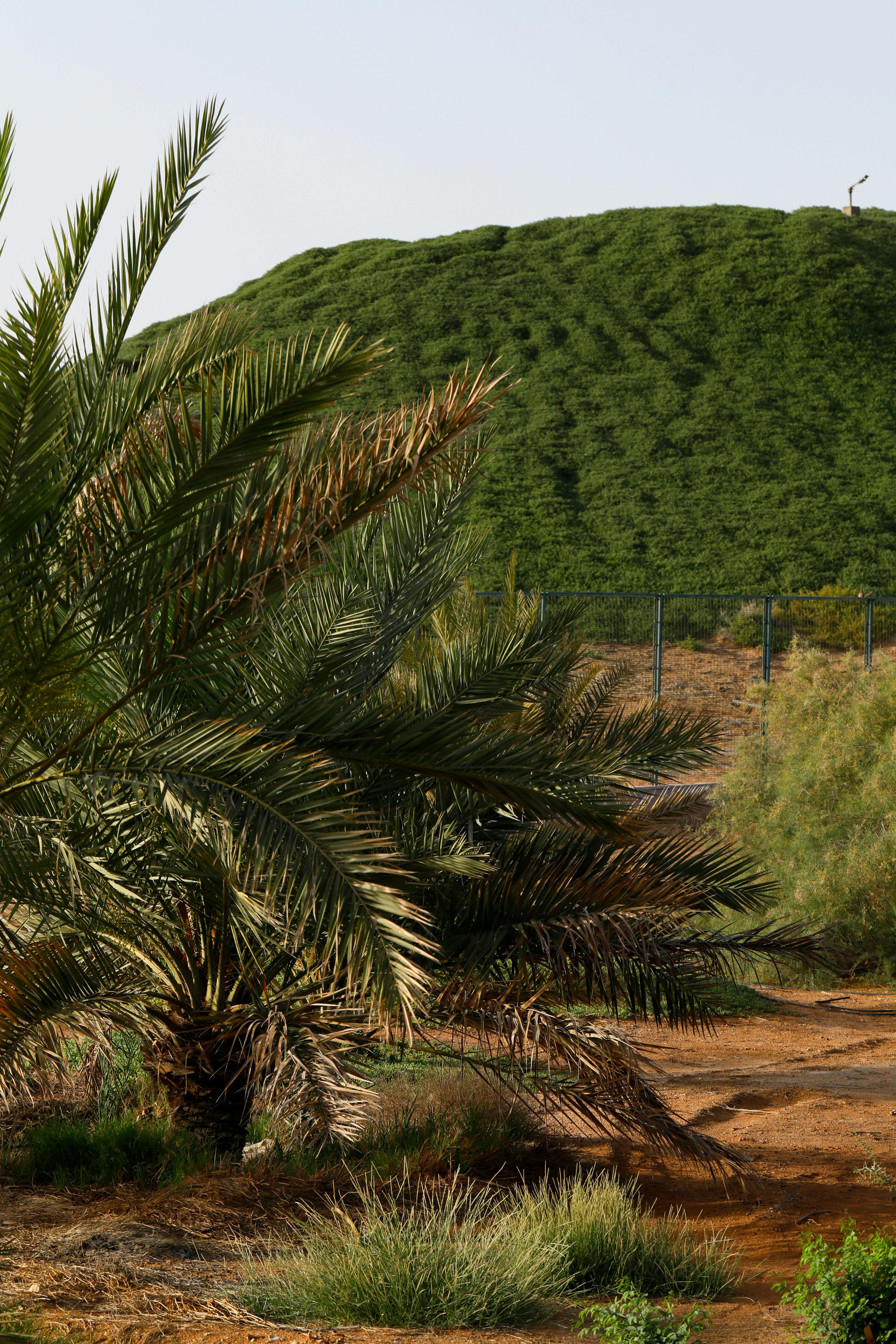 Palm Tree and Green Hill behind · Free Stock Photo