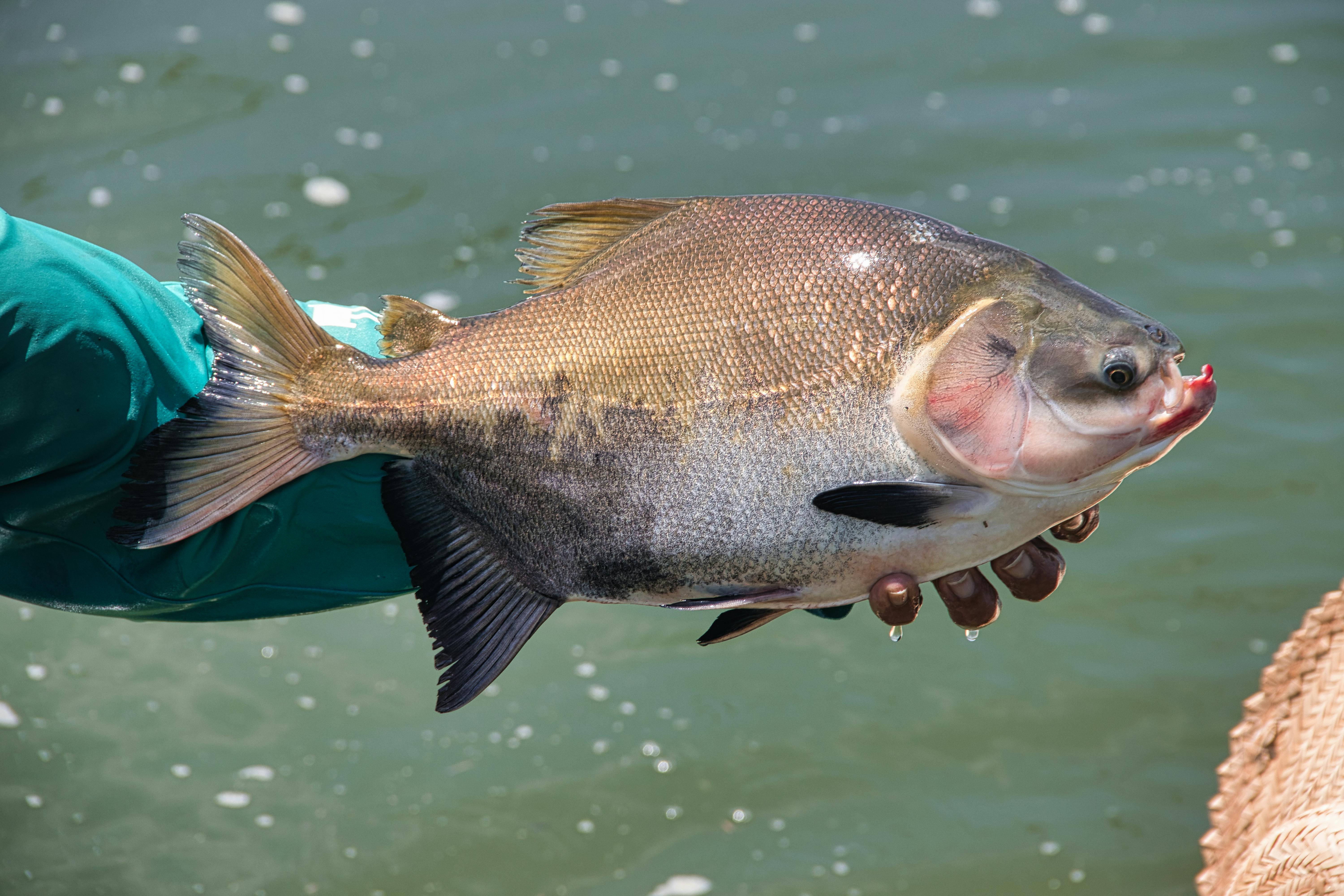 Fisherman Holding Fish · Free Stock Photo