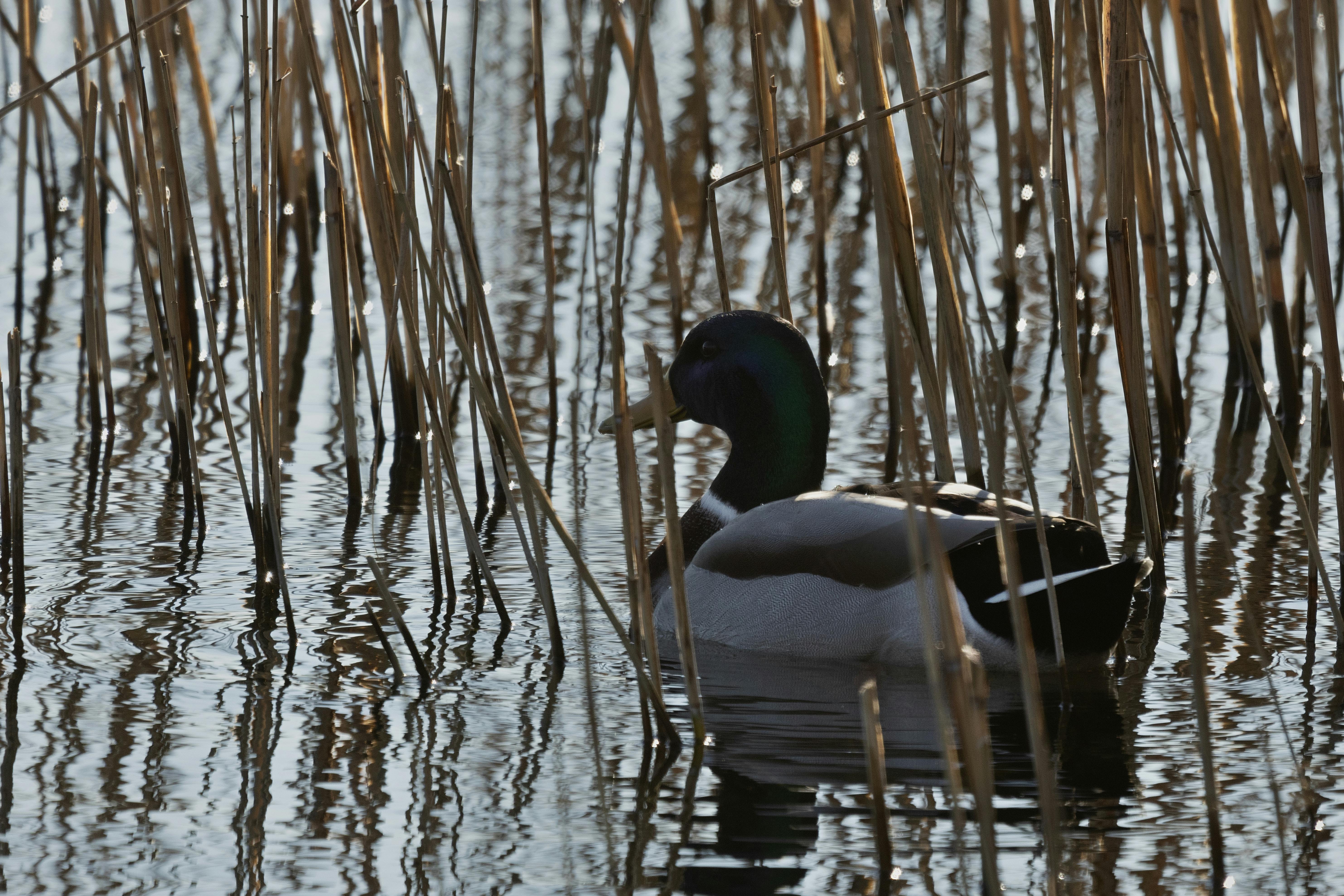 Duck among Rushes on Lake · Free Stock Photo