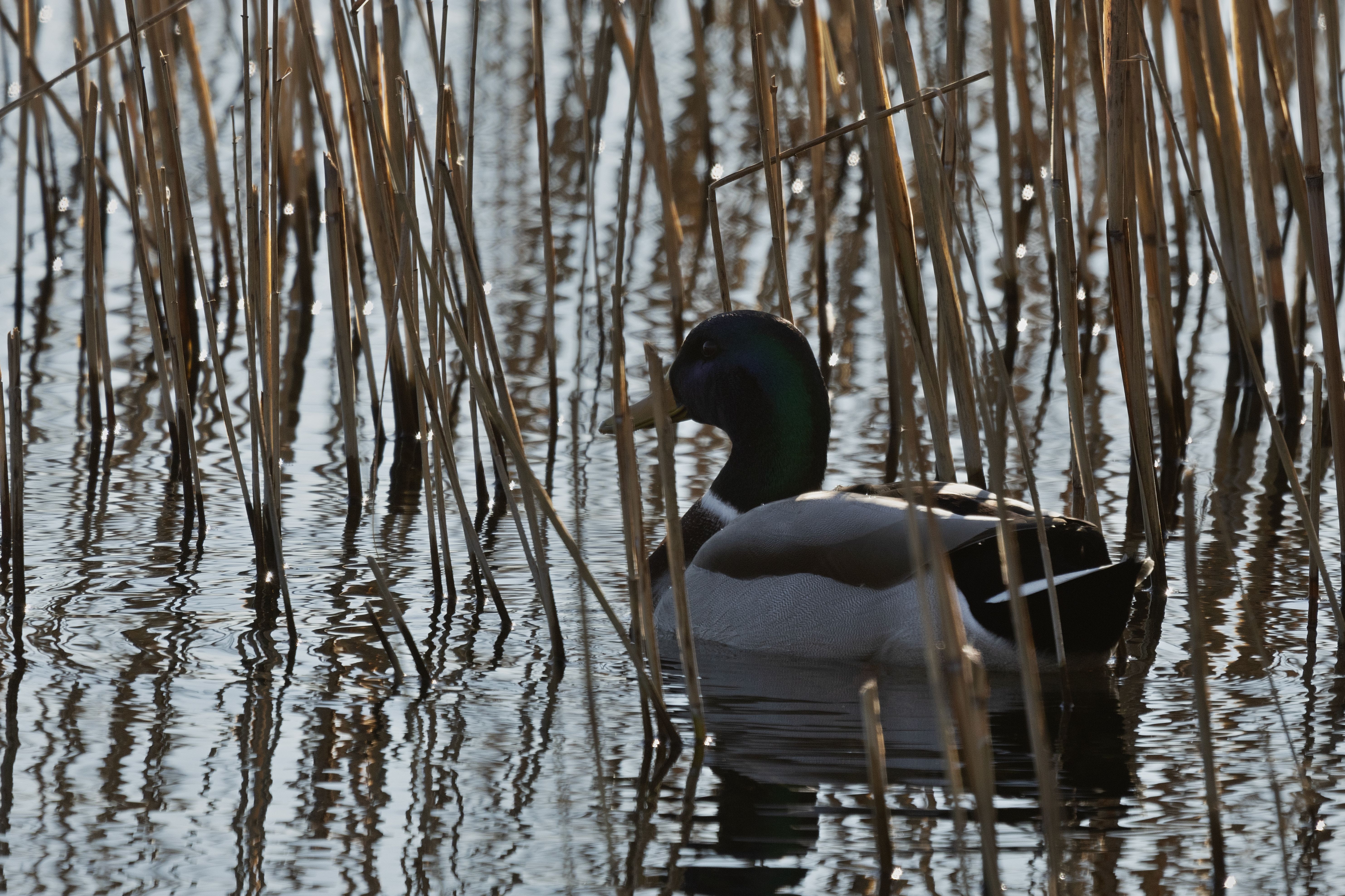 Duck among Rushes on Lake · Free Stock Photo