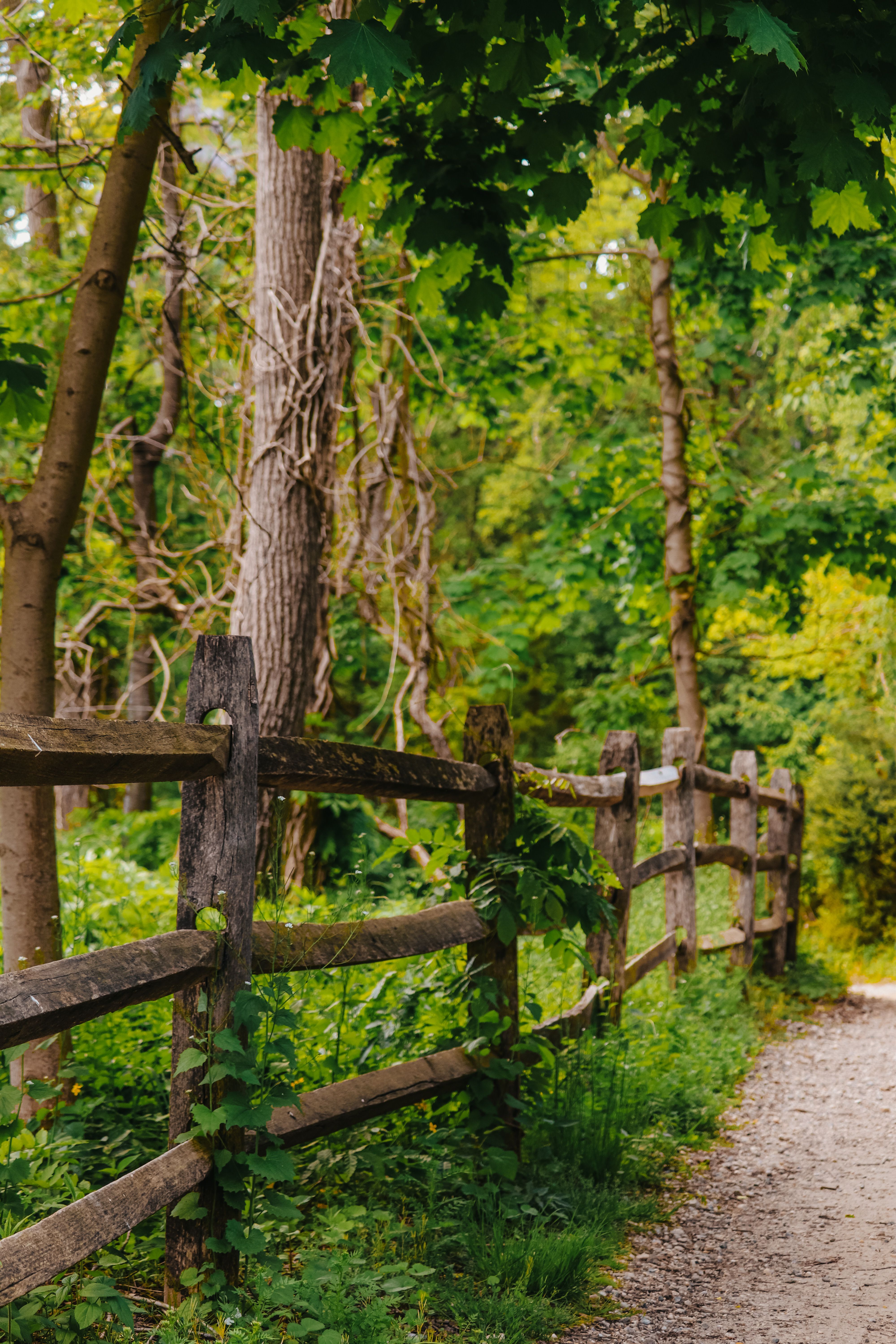 Wooden Fence in Forest · Free Stock Photo