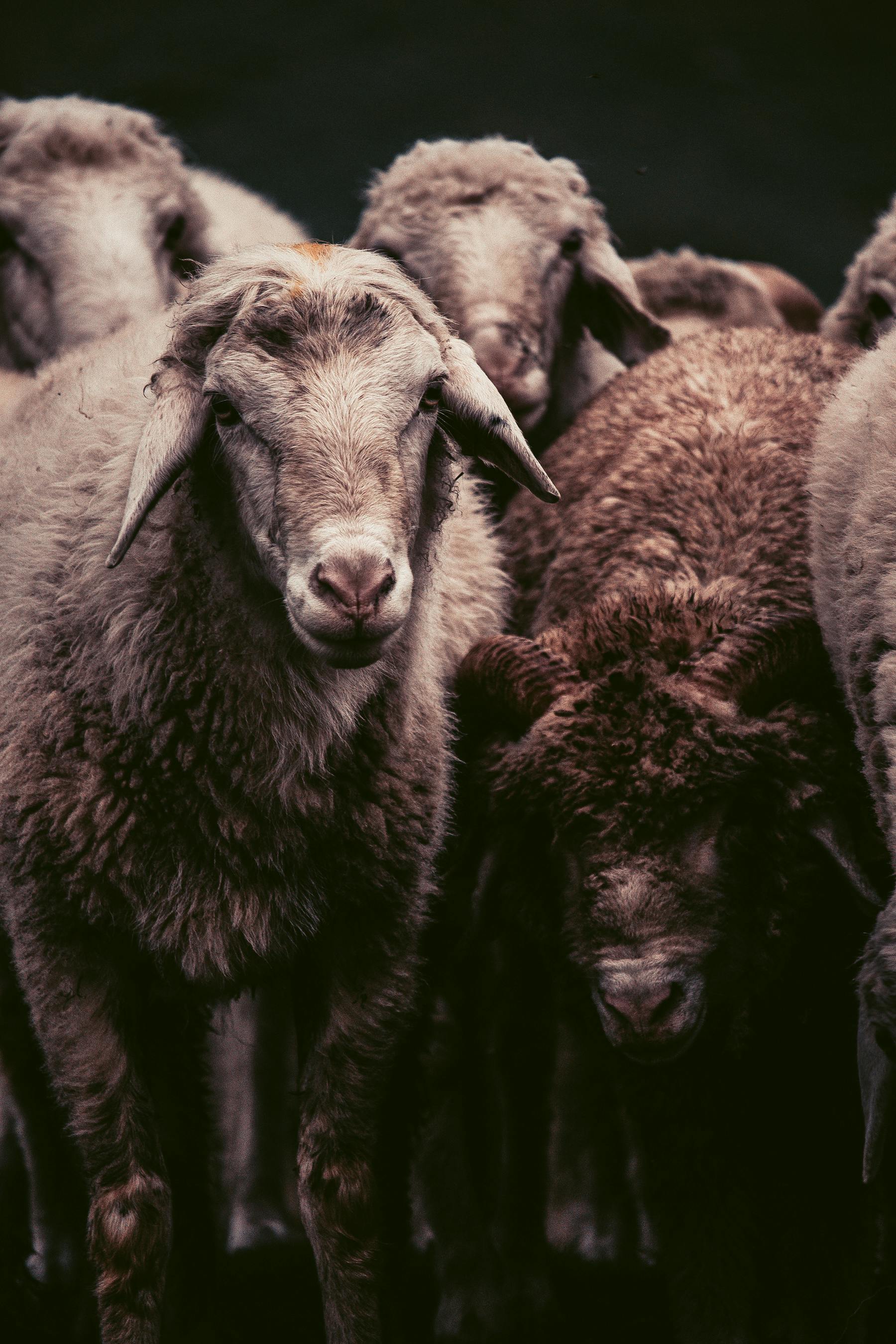 Foto profissional gratuita de agricultura, animais da fazenda, animais ...