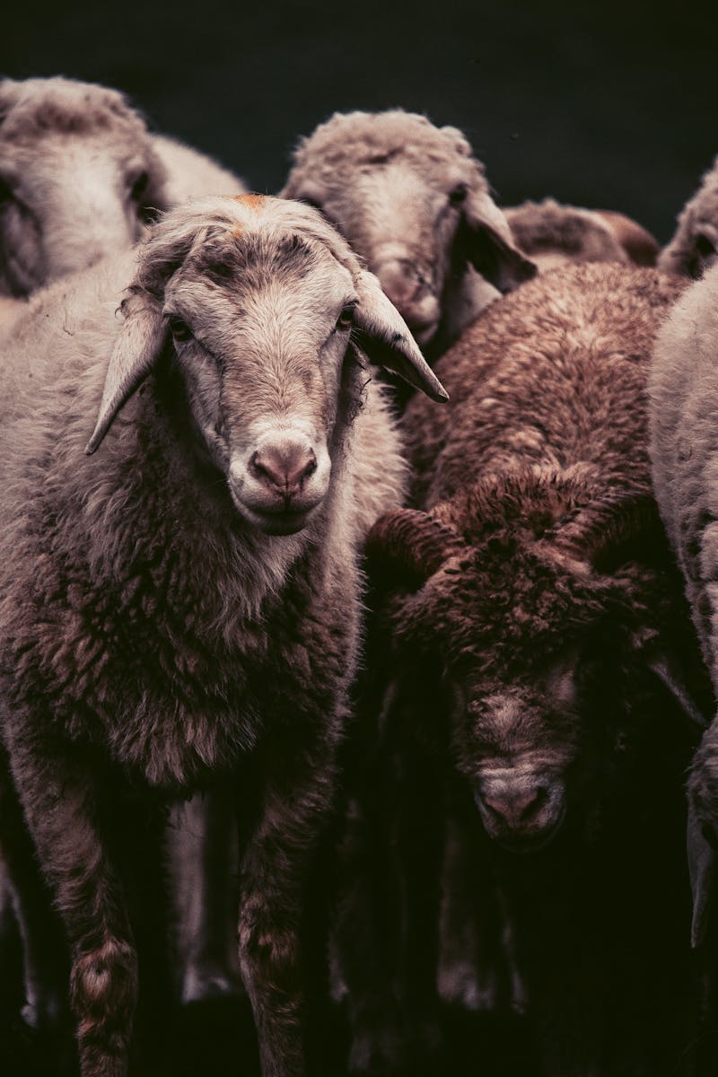 Egyptian Sheep Photos, Download The BEST Free Egyptian Sheep Stock ...