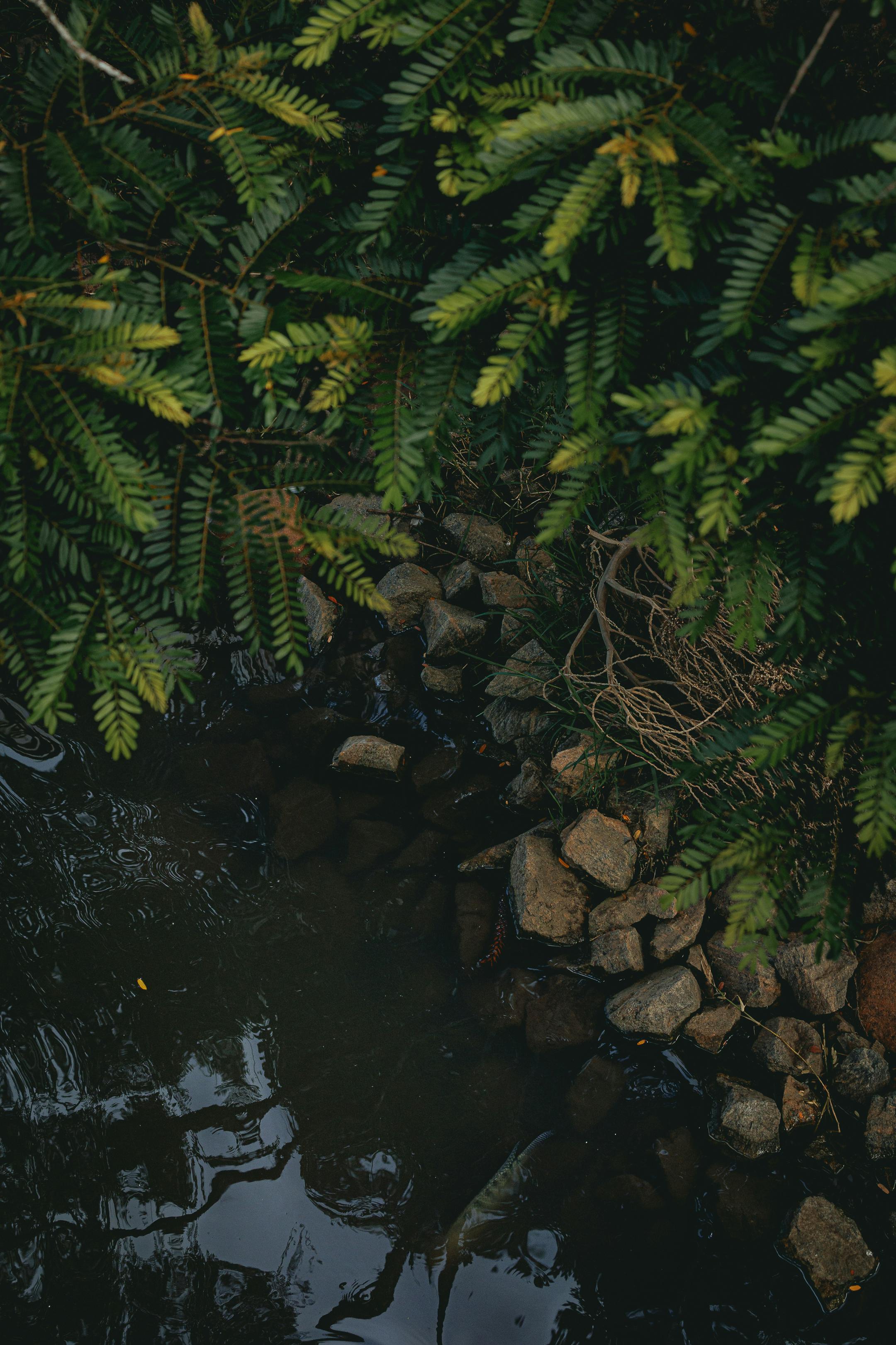 Water Mimosa above Stream · Free Stock Photo