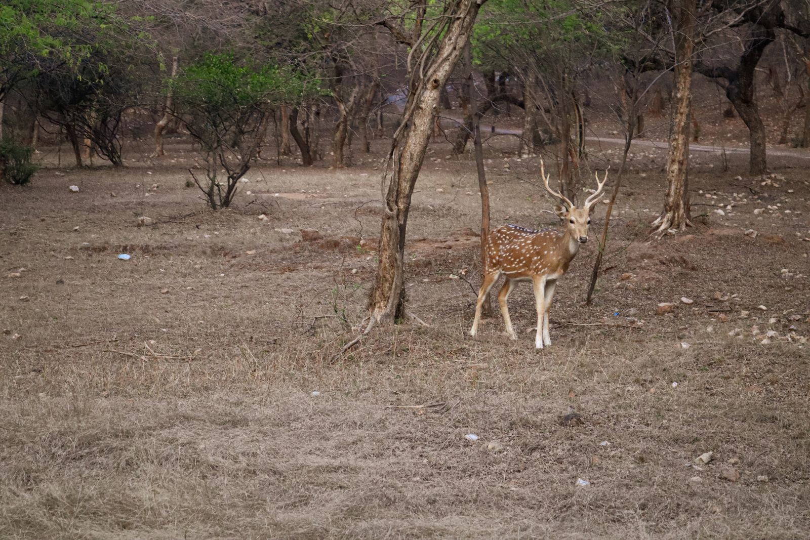 Deer Jumping Photos, Download The BEST Free Deer Jumping Stock Photos ...