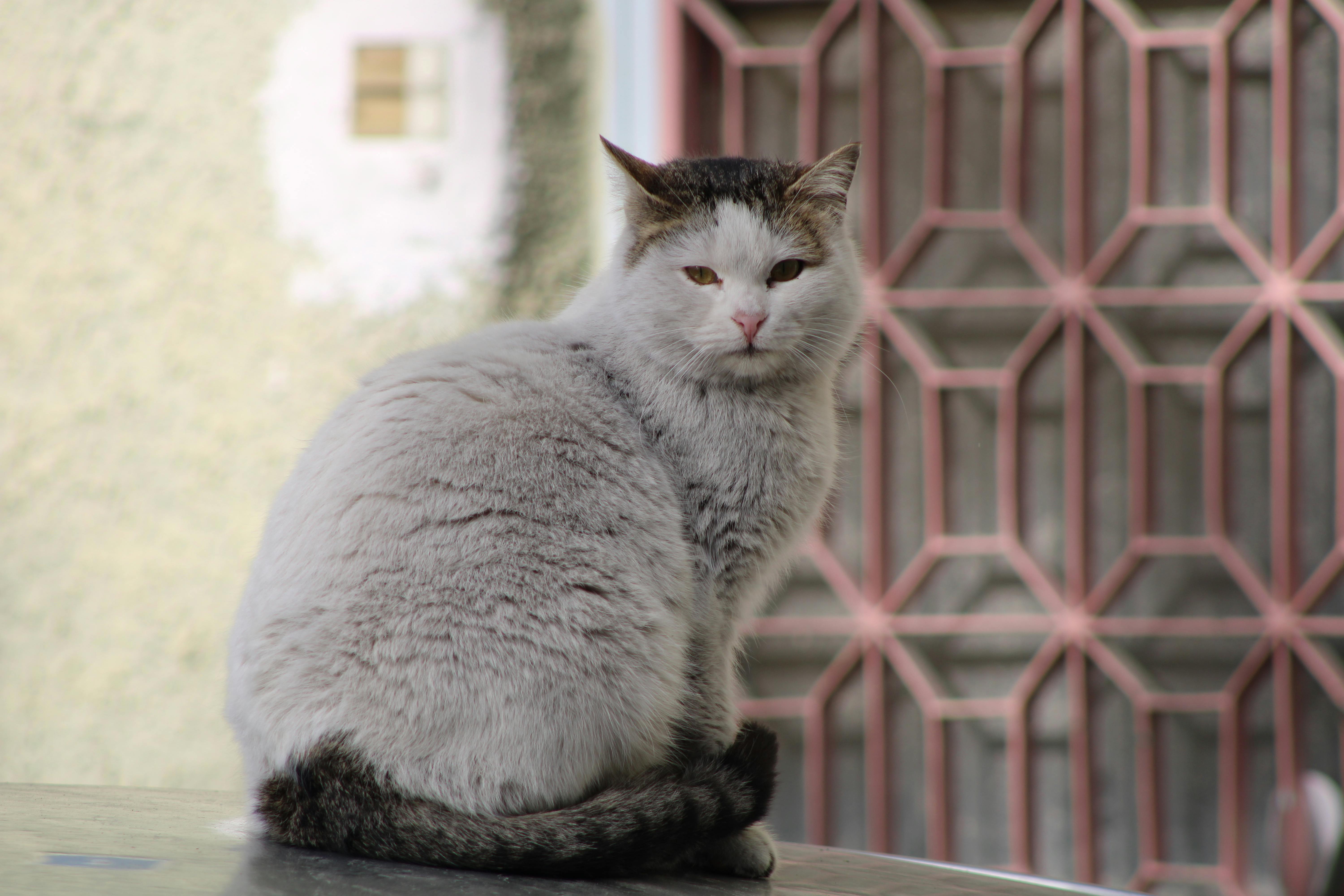 White Cat Sitting · Free Stock Photo