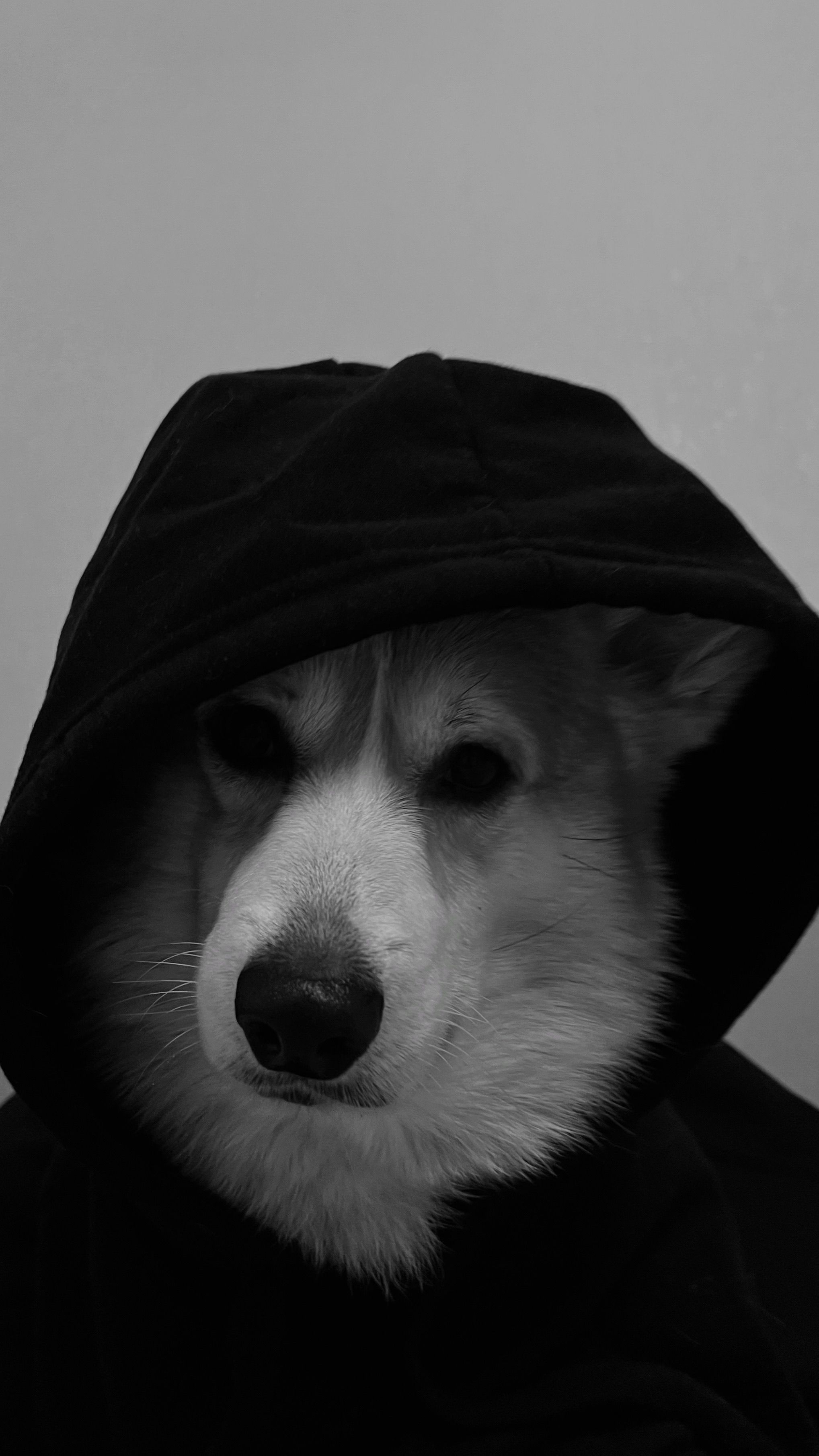 Portrait of Dog in Hood · Free Stock Photo
