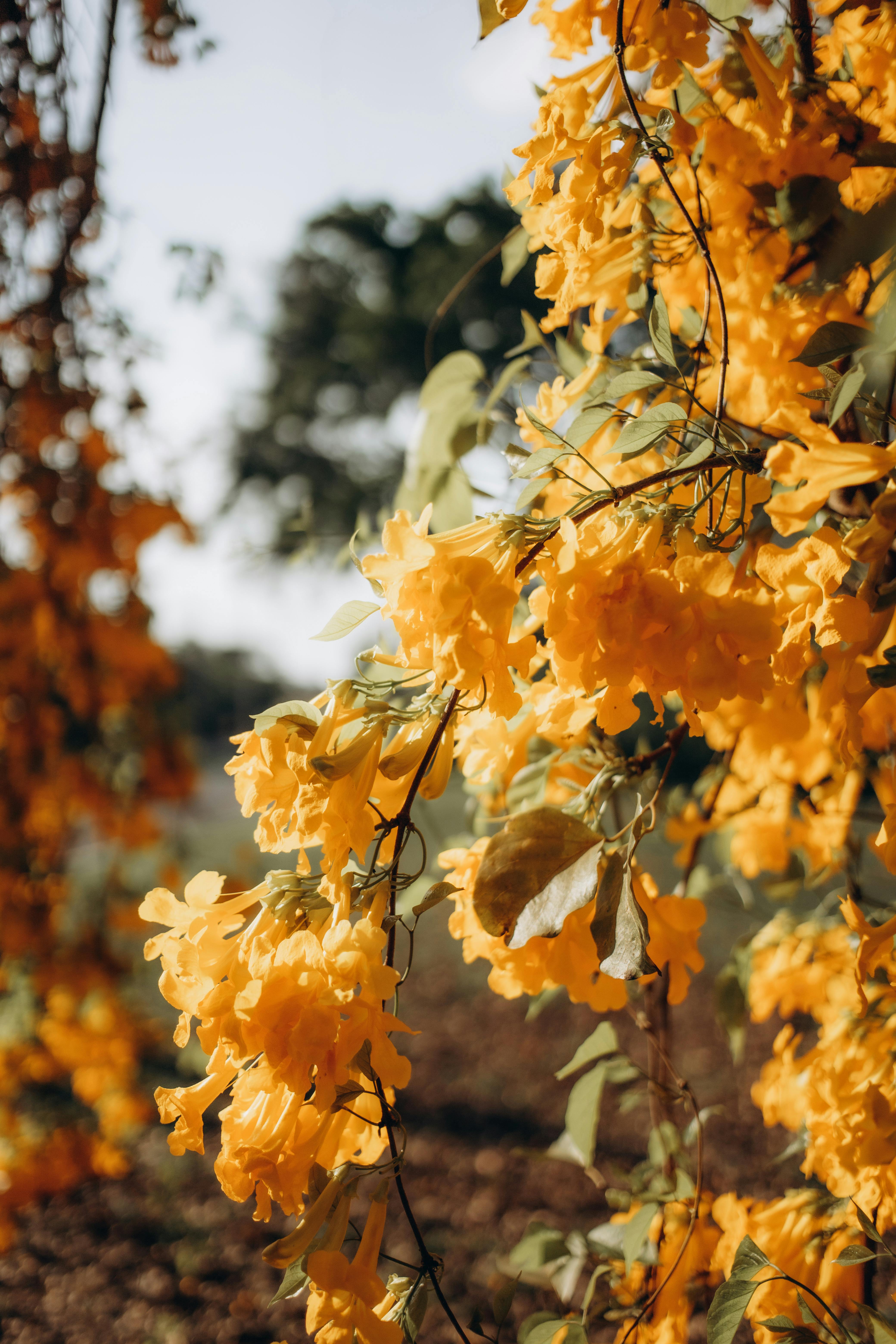 Yellow Bush in Nature · Free Stock Photo
