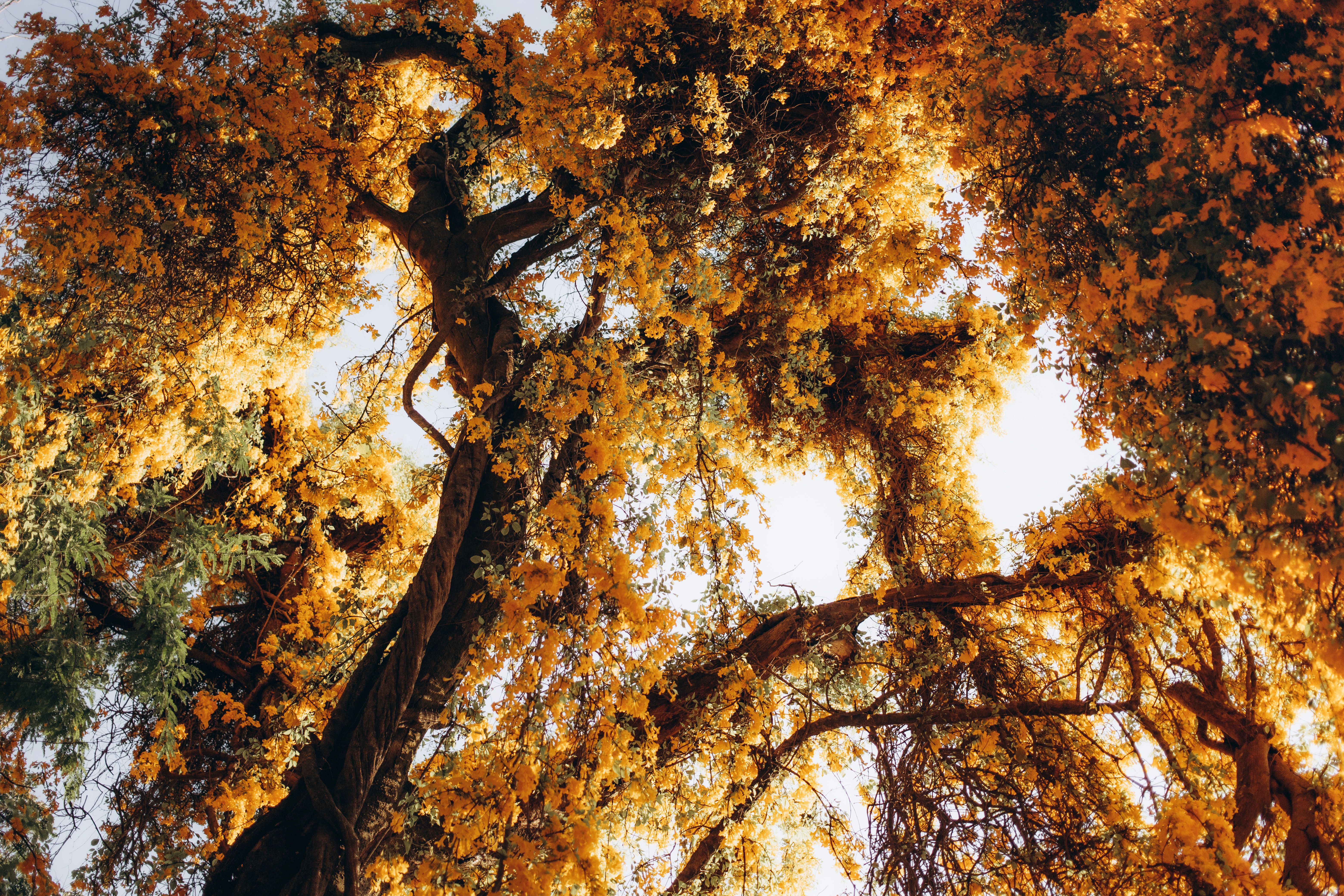Yellow Leaves on Tree in Fall · Free Stock Photo
