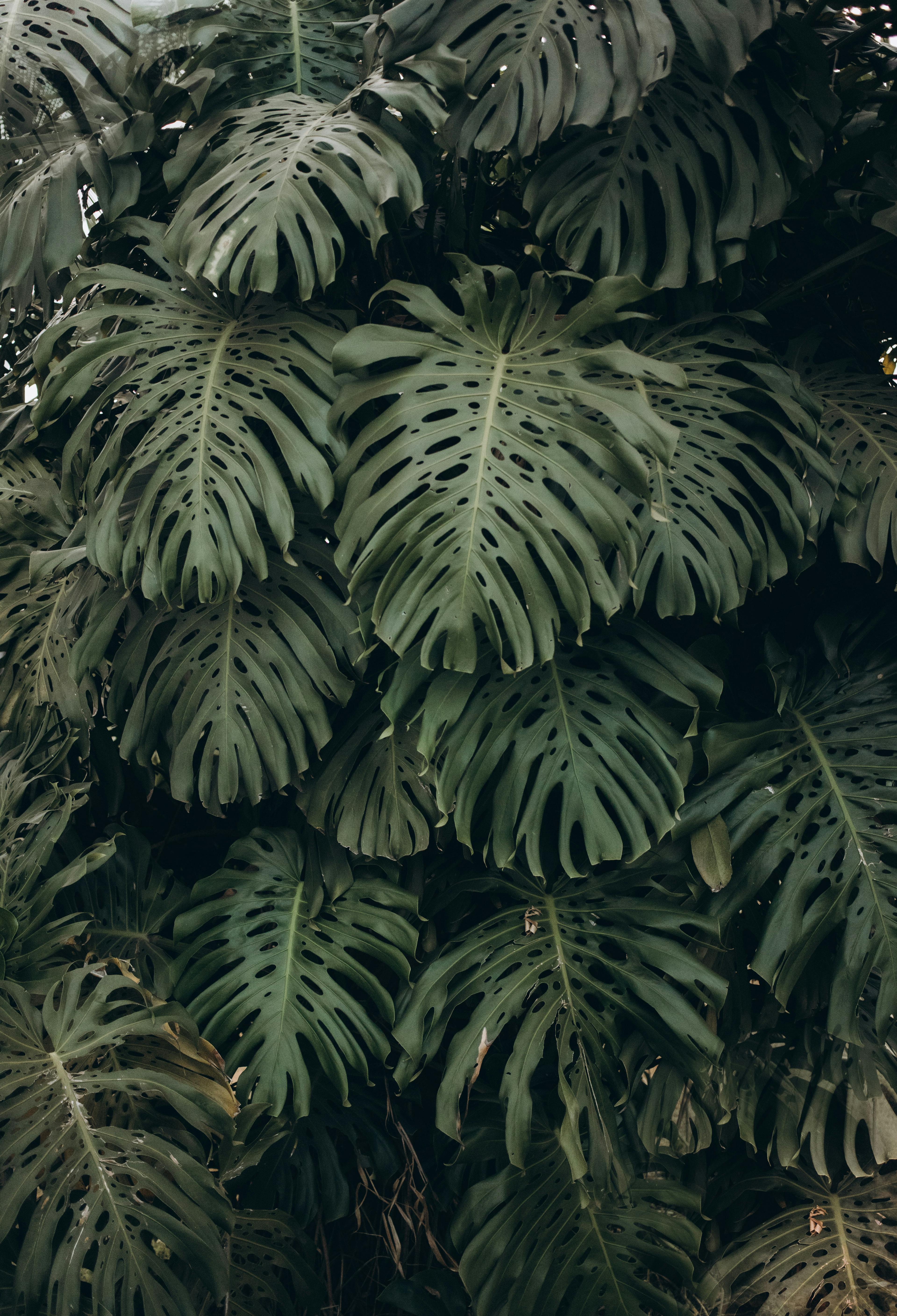 Photo of Monstera · Free Stock Photo
