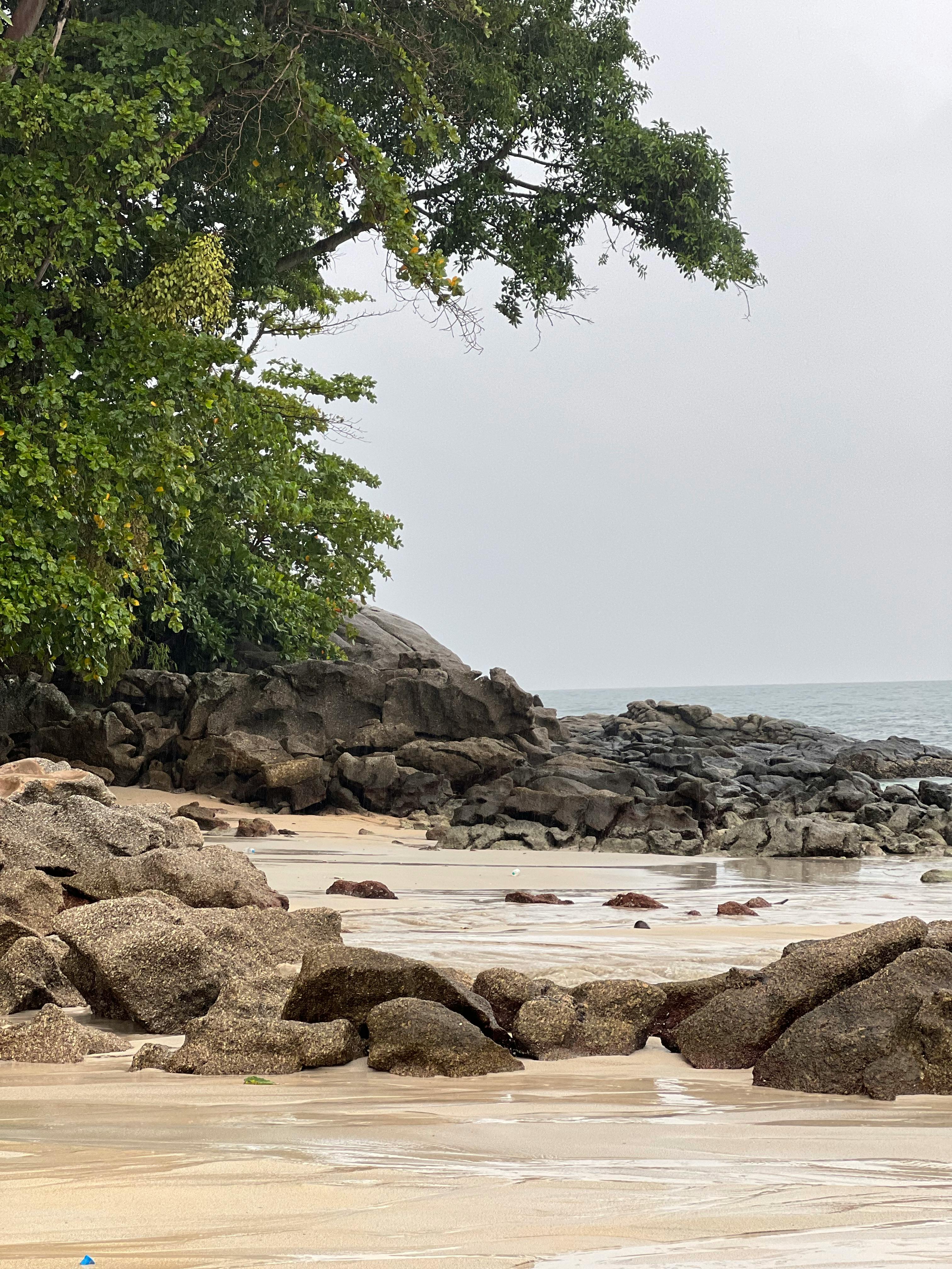 Tree and Rocks on Sea Shore · Free Stock Photo