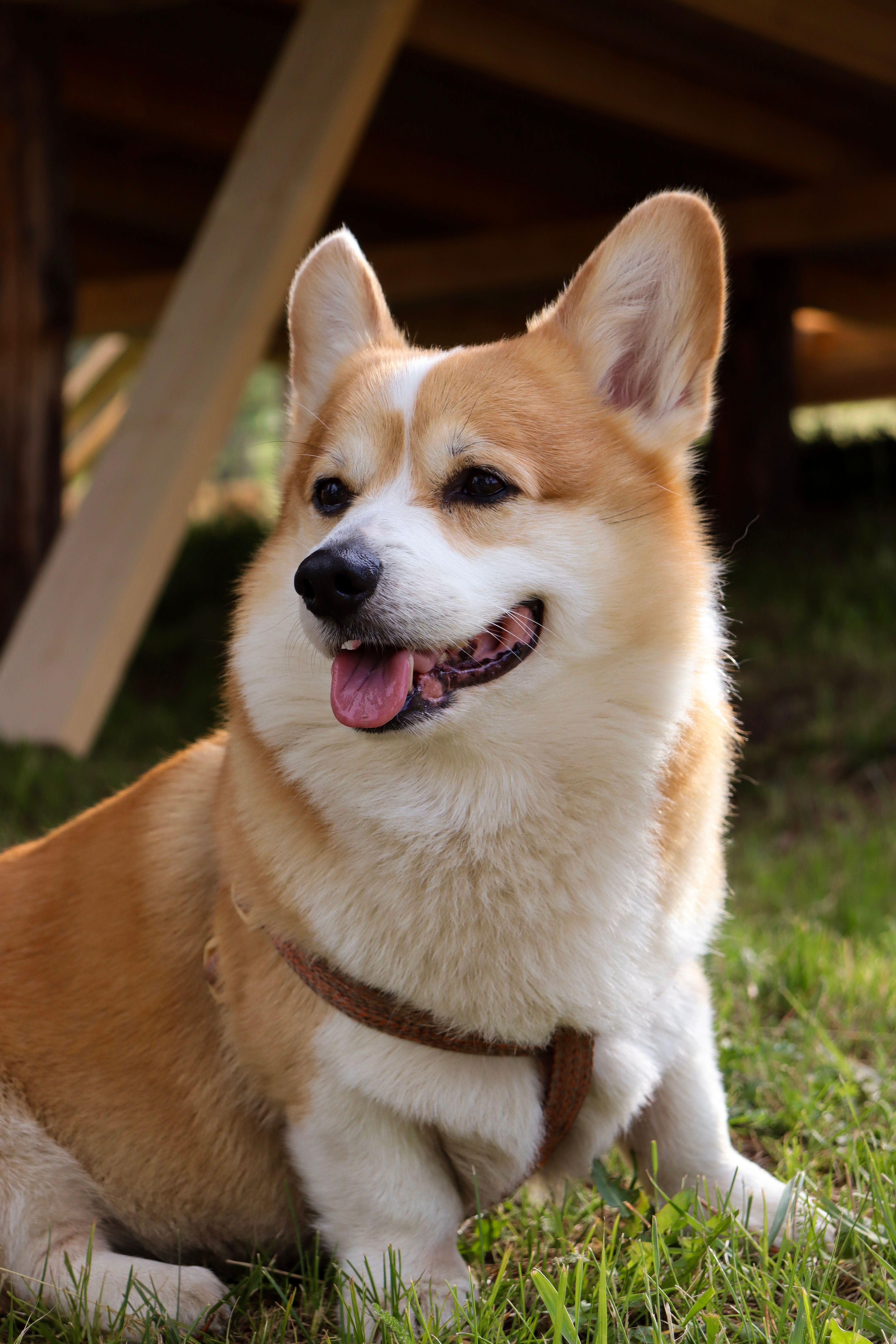 A Dog Outdoors · Free Stock Photo