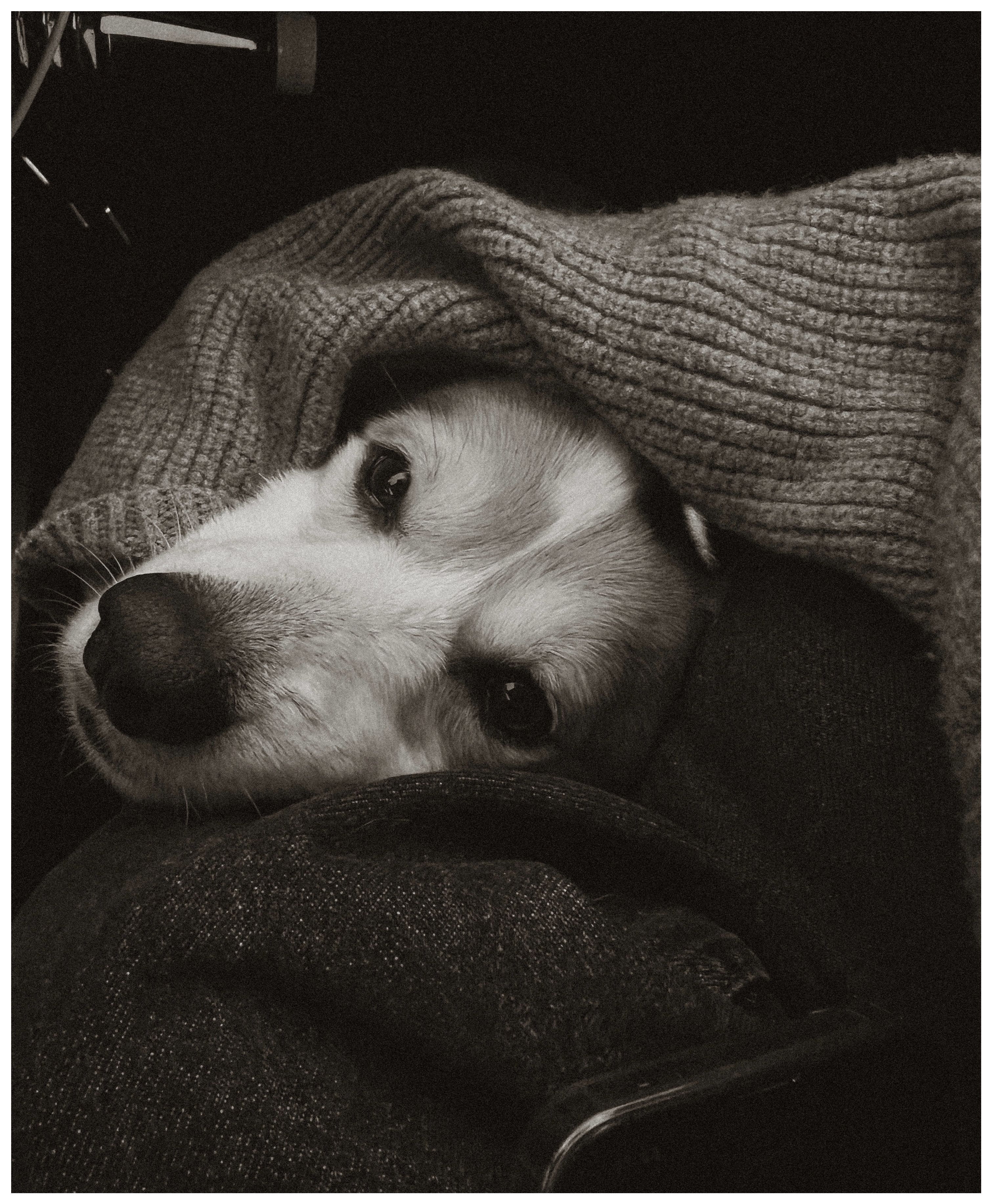 Puppy Covered With Blanket · Free Stock Photo