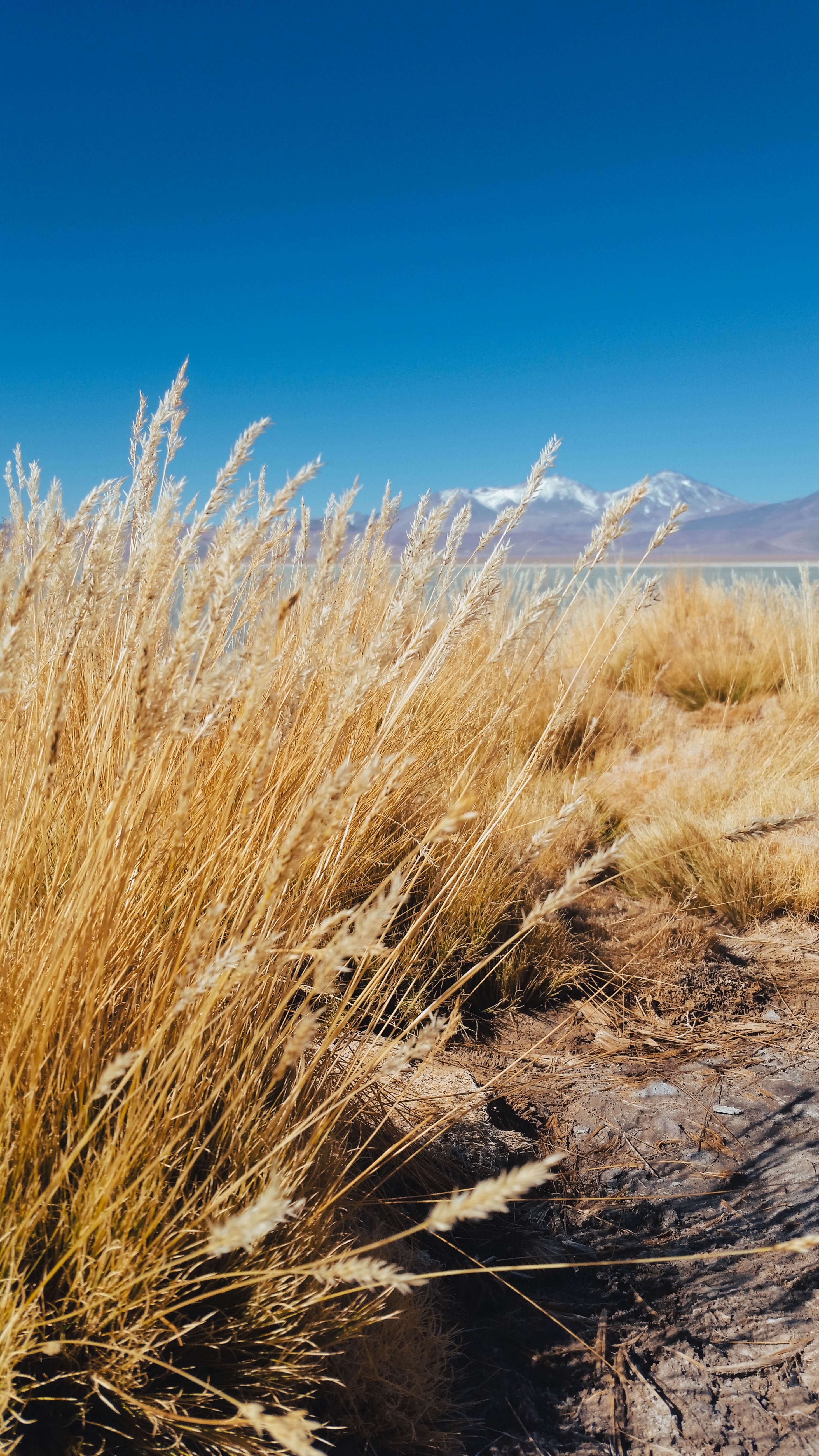 Wheat by the Lake in a Valley · Free Stock Photo