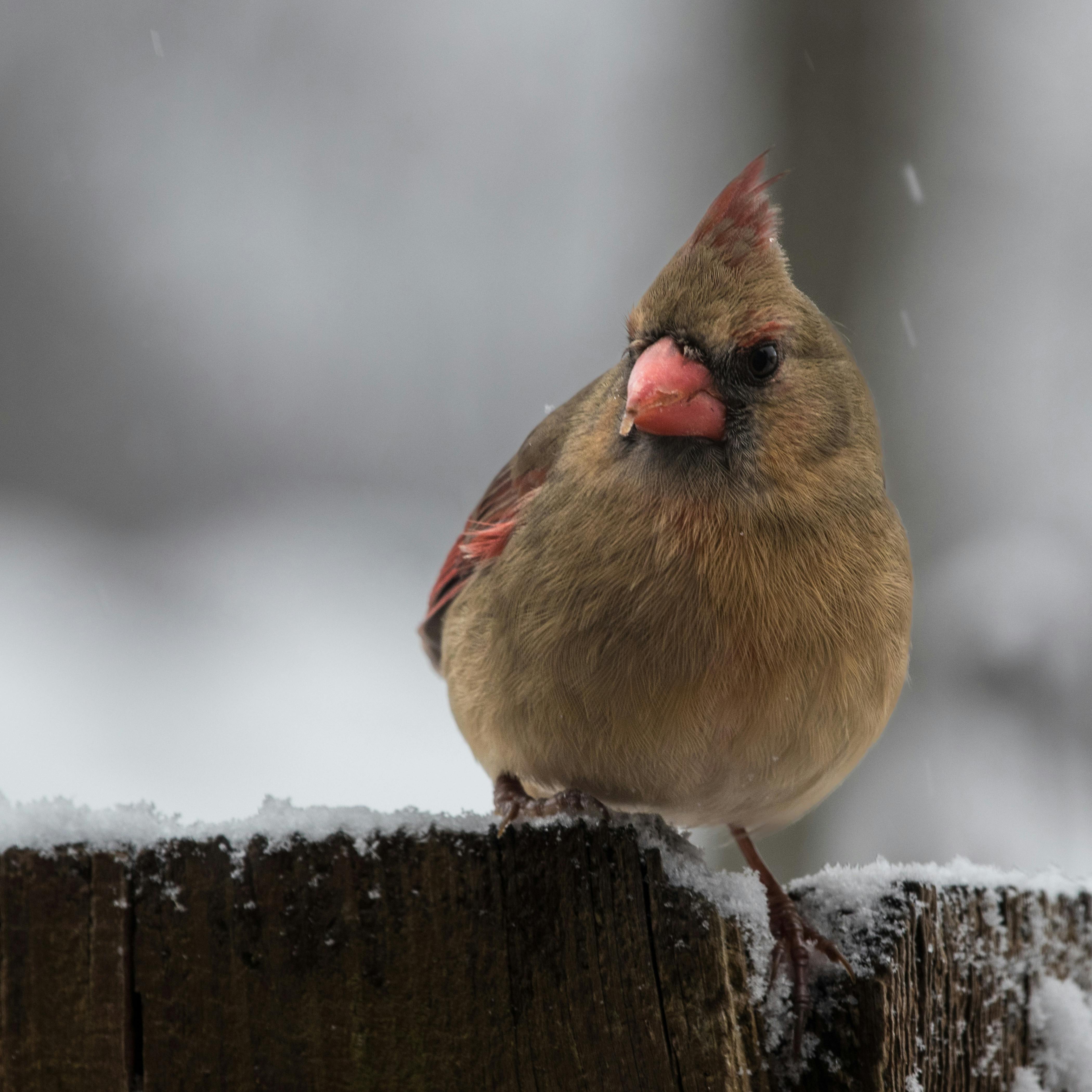 Suzanne Walker - 写真