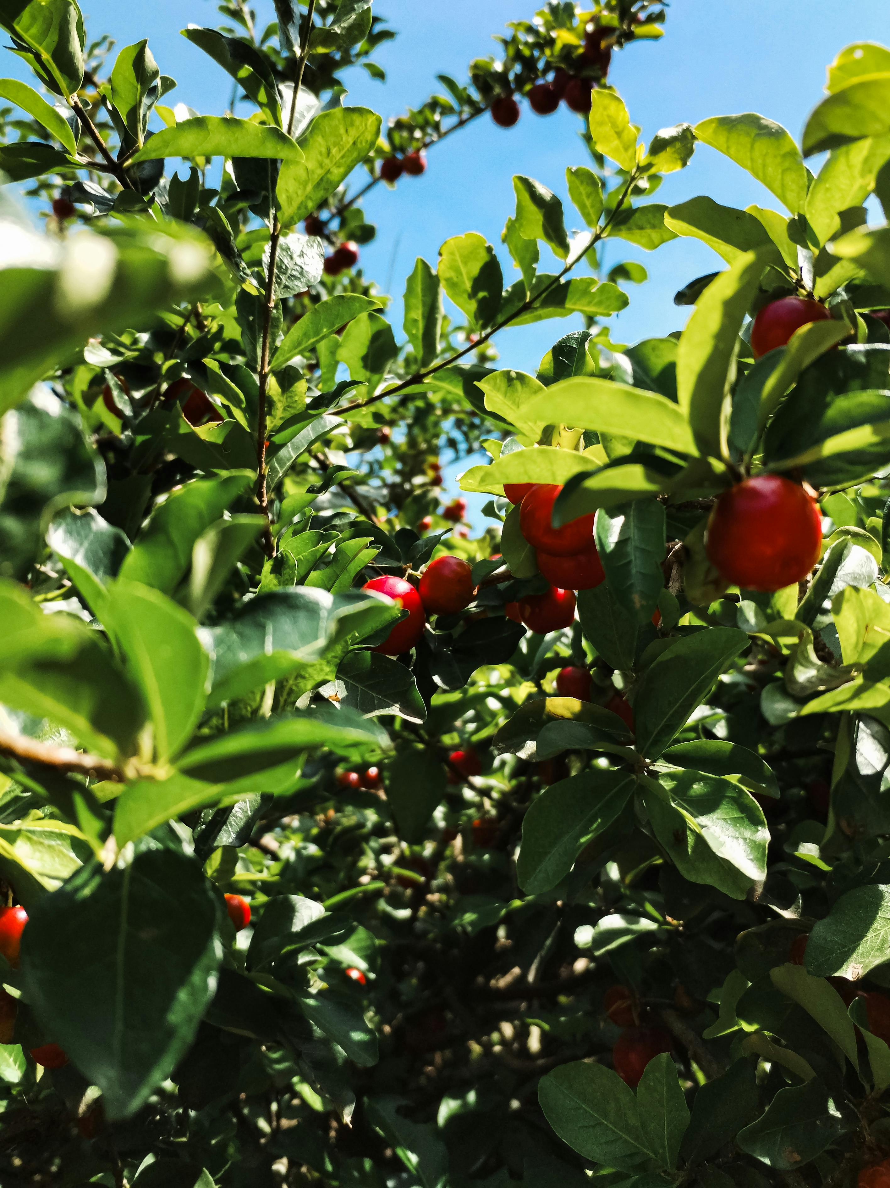 Daniel Bertoli - การถ่ายภาพ