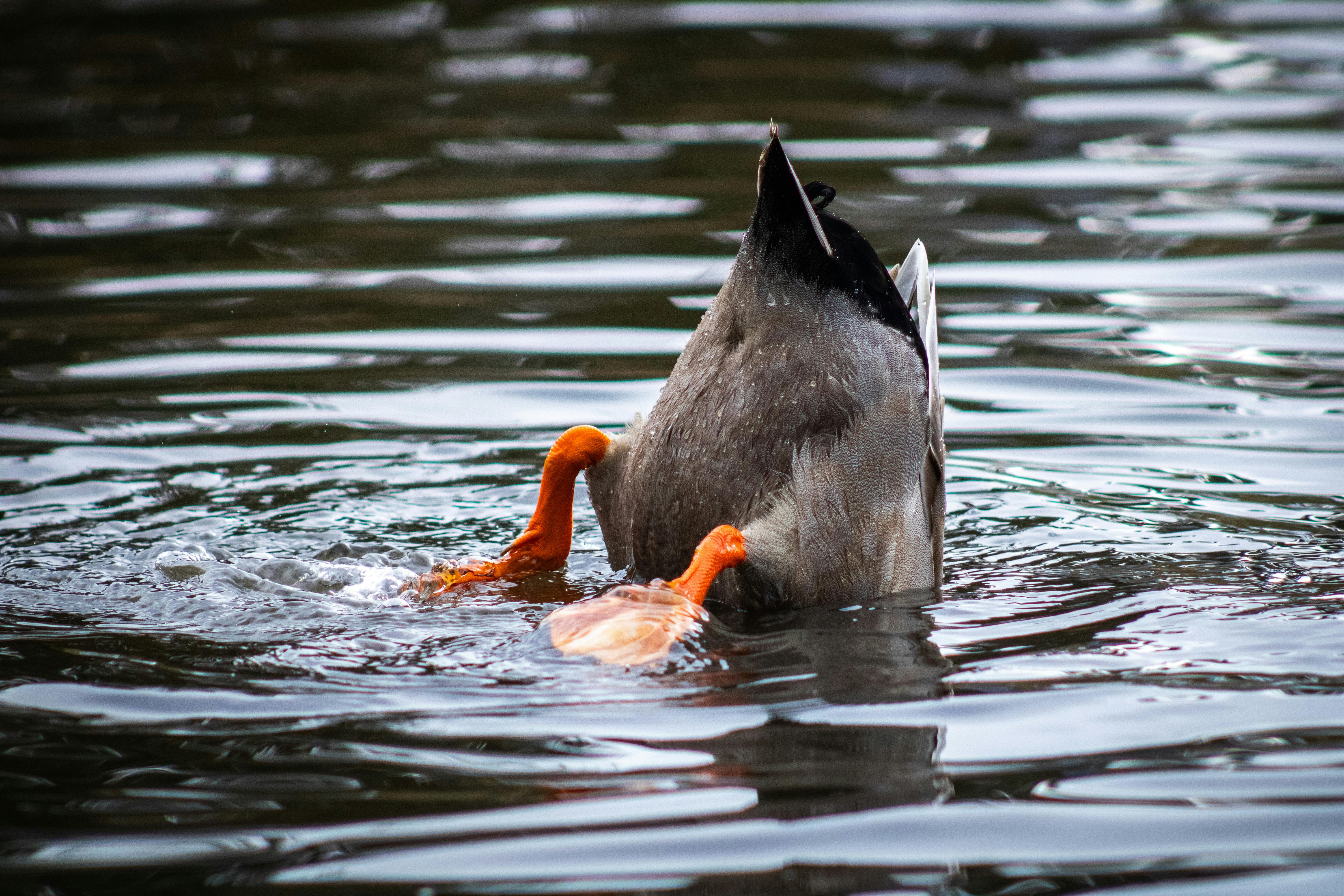 Wild Duck Diving in Water · Free Stock Photo