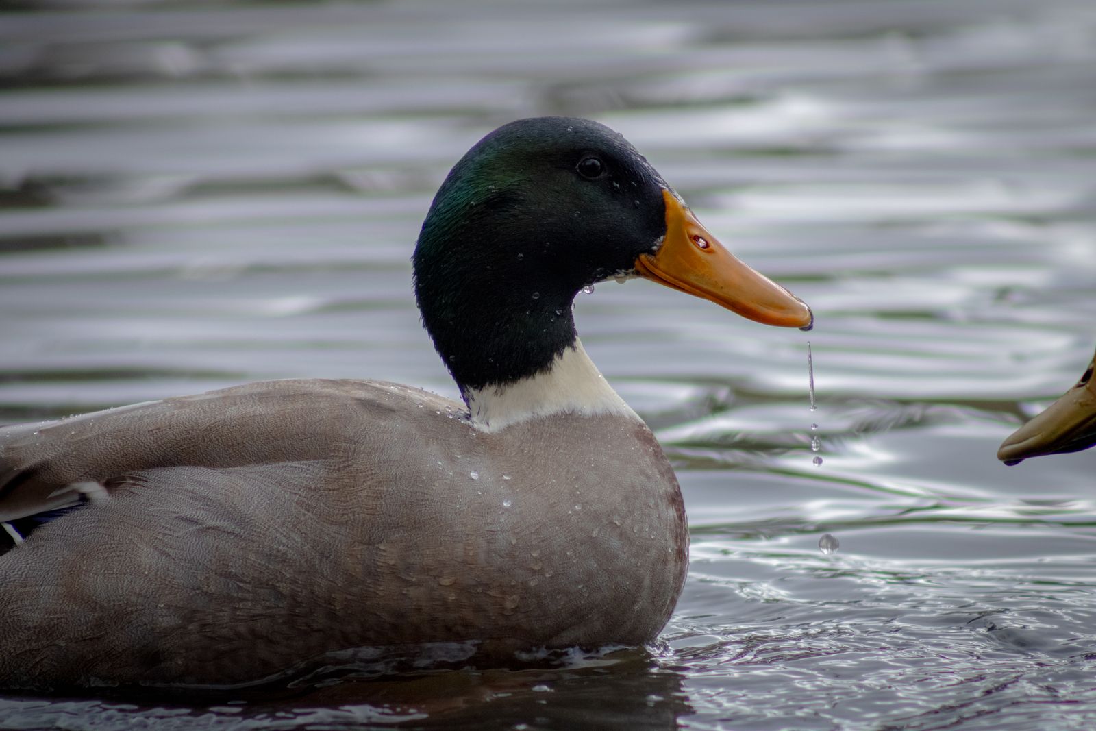 Mallard Duck Photos, Download The BEST Free Mallard Duck Stock Photos ...