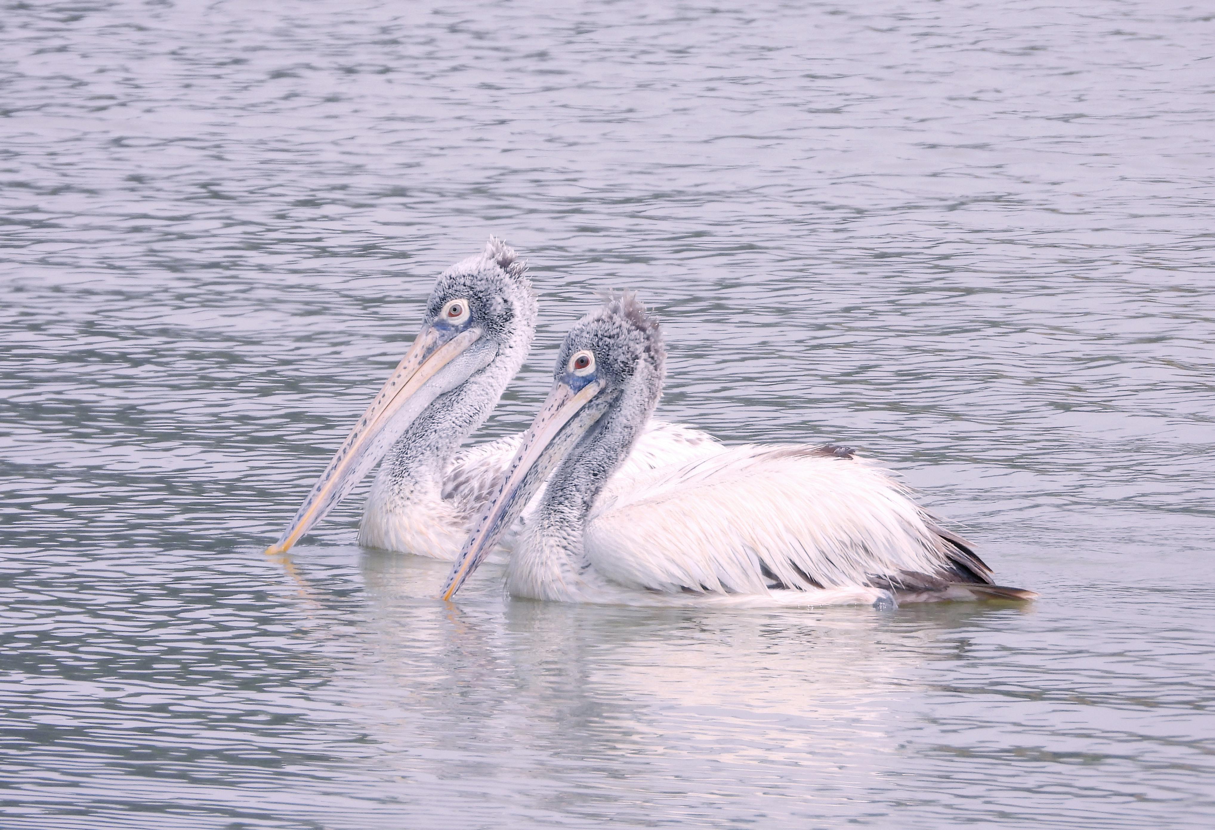 Close-up of Two Spot-billed Pelicans Swimming in a Body of Water · Free ...
