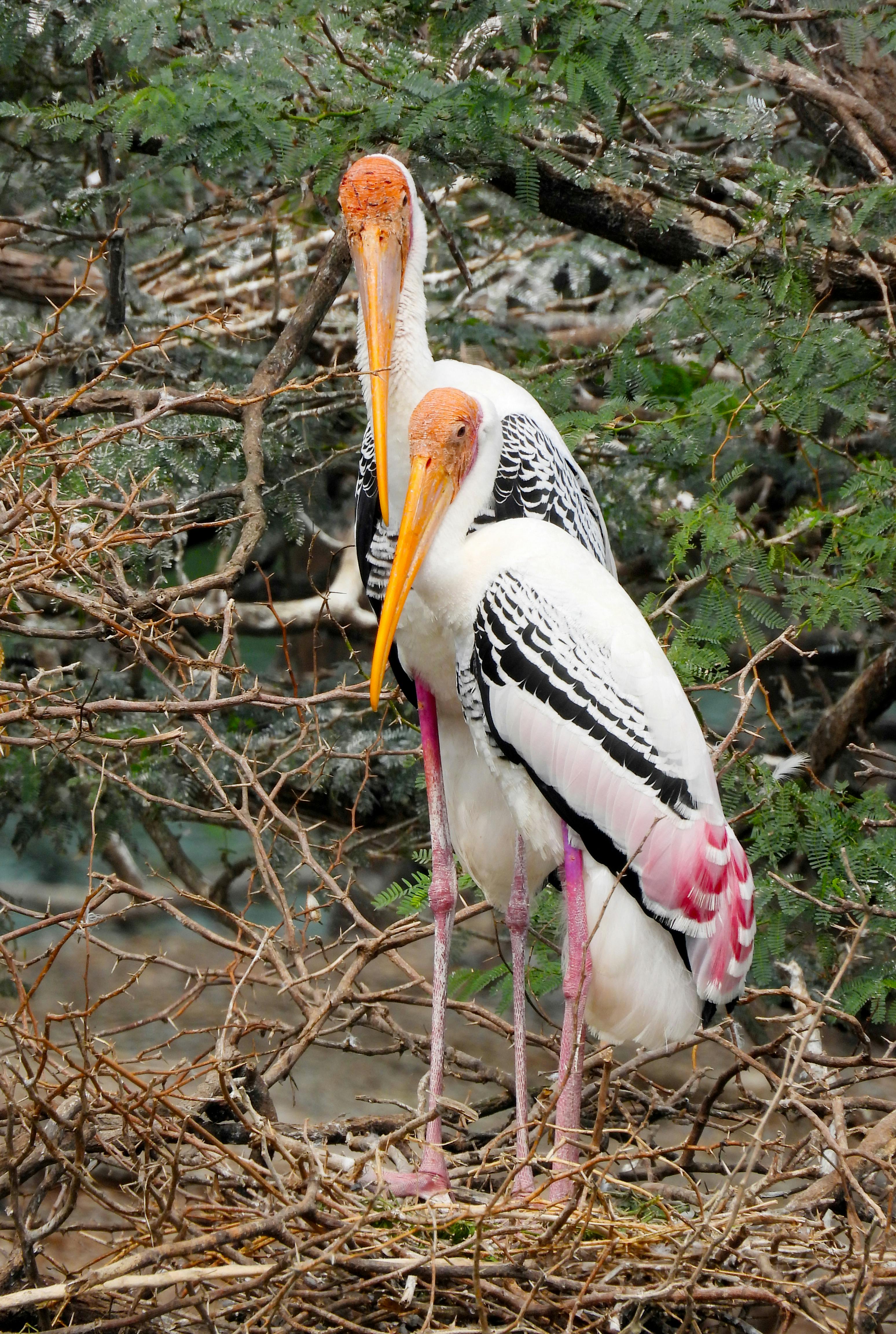Close-up of Painted Storks Standing on Branches · Free Stock Photo