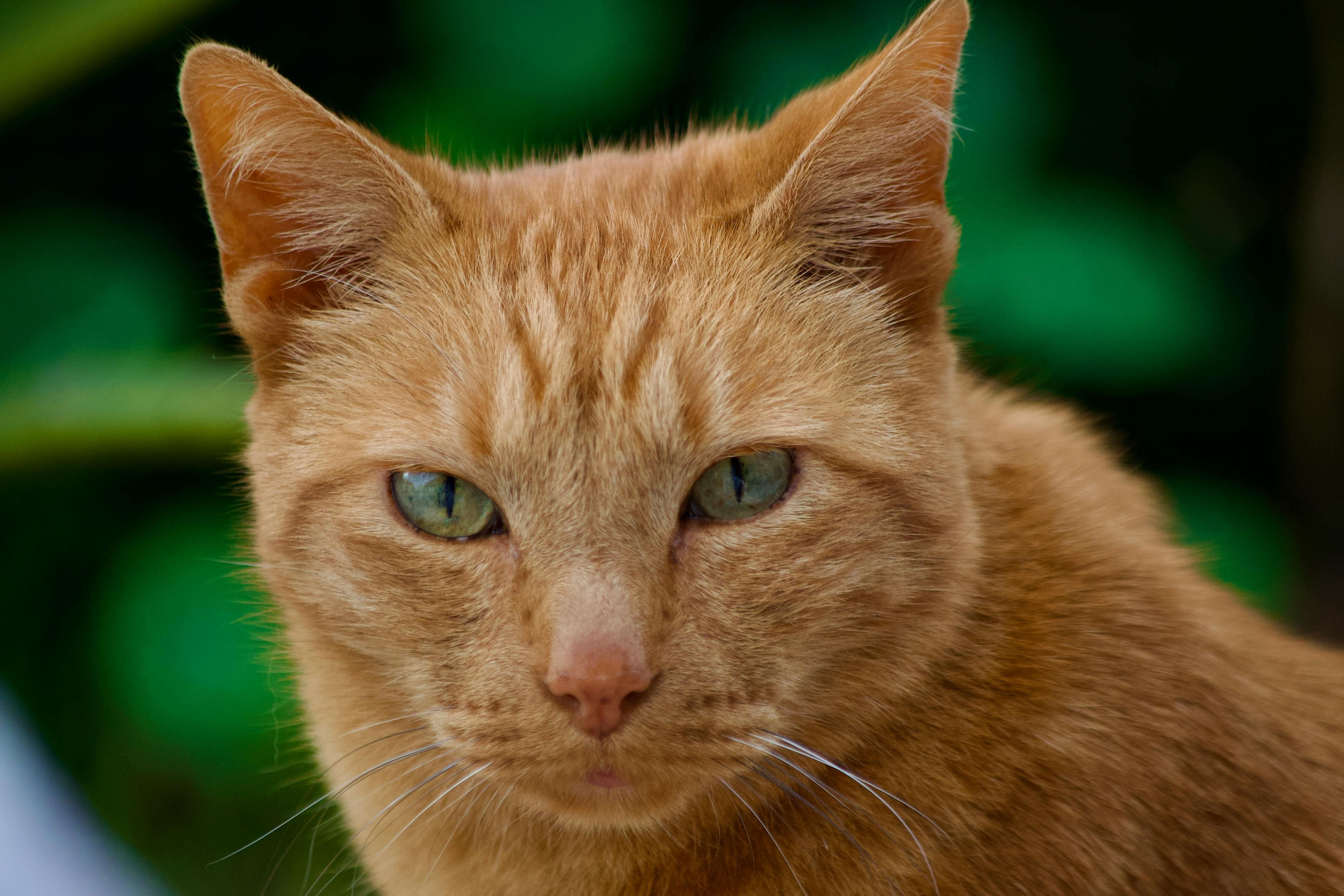 Ginger Tom cat · Free Stock Photo