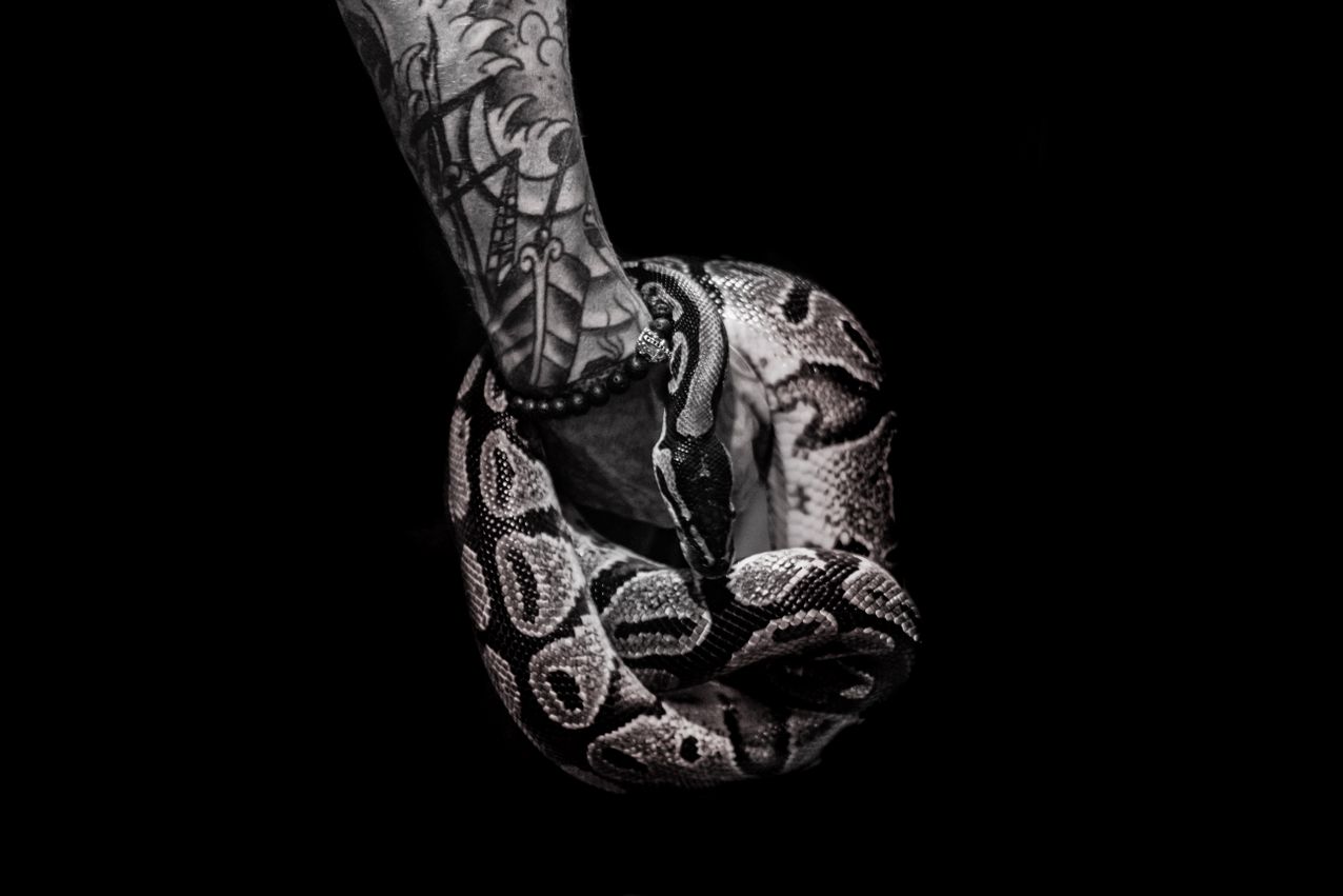 Australian Scrub Python: Meet the Largest Native Snake