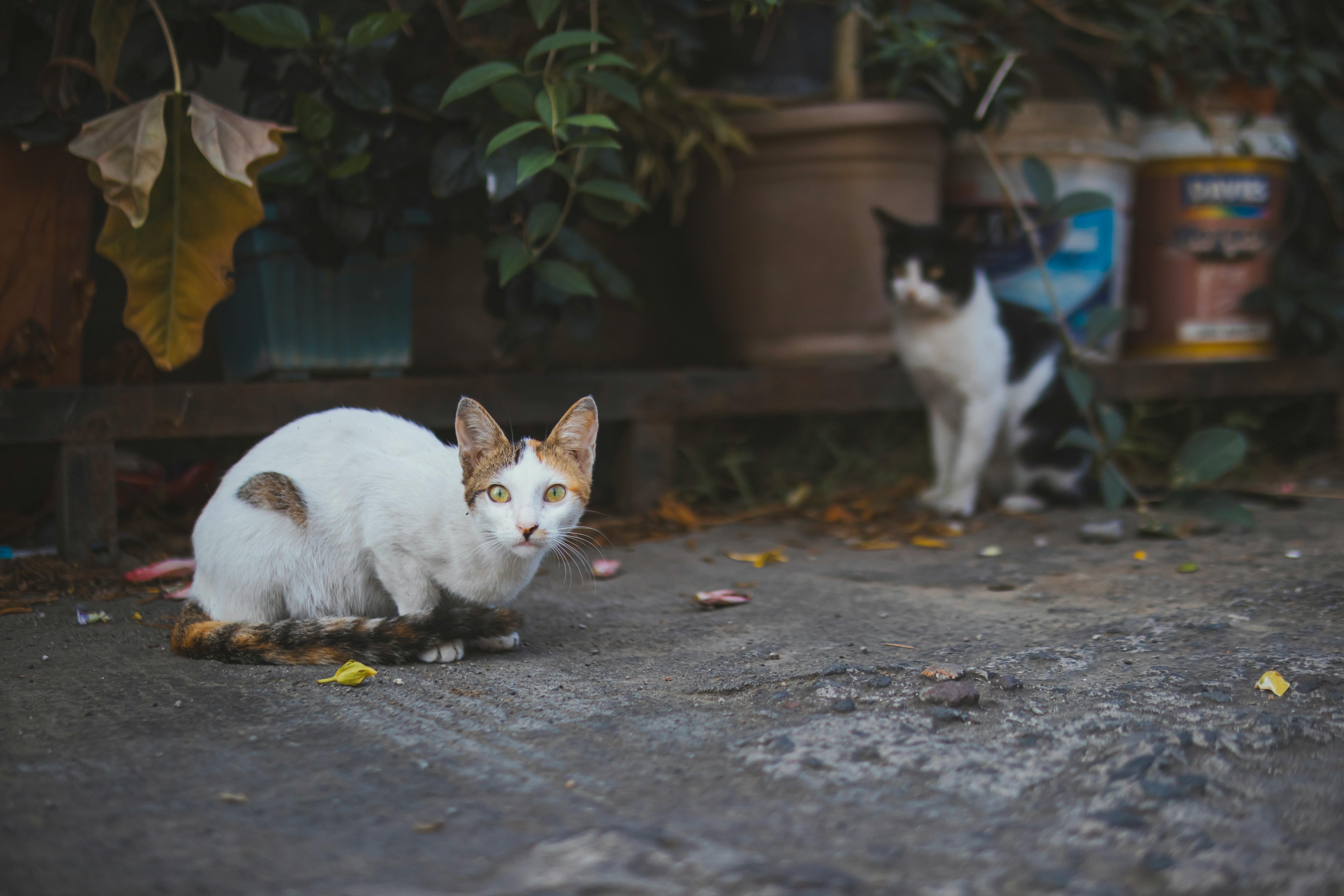 Hungry Cat Photos, Download The BEST Free Hungry Cat Stock Photos & HD ...