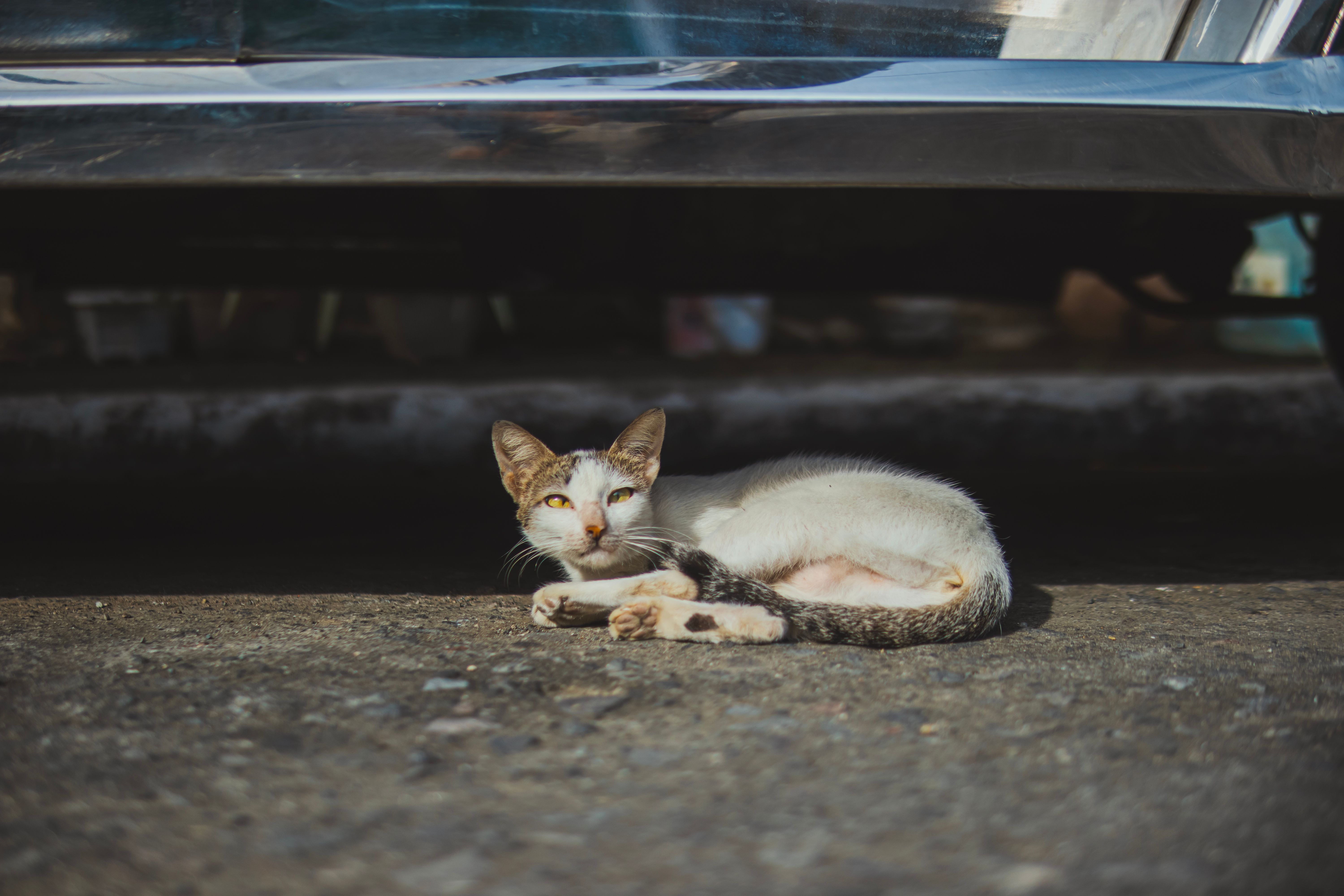 Foto stok gratis tentang fokus selektif, fotografi binatang, hewan ...