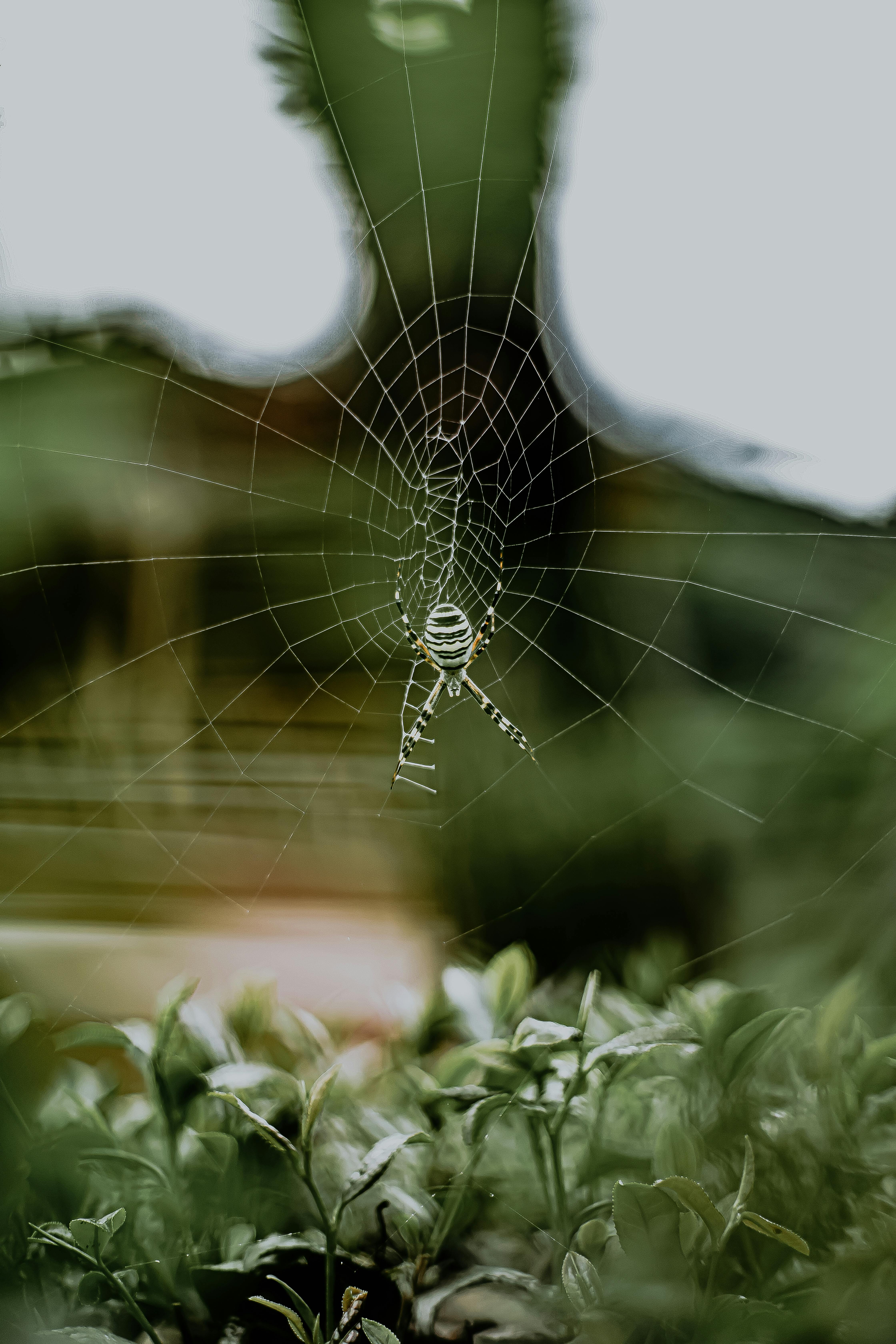 Spider on Spiderweb · Free Stock Photo