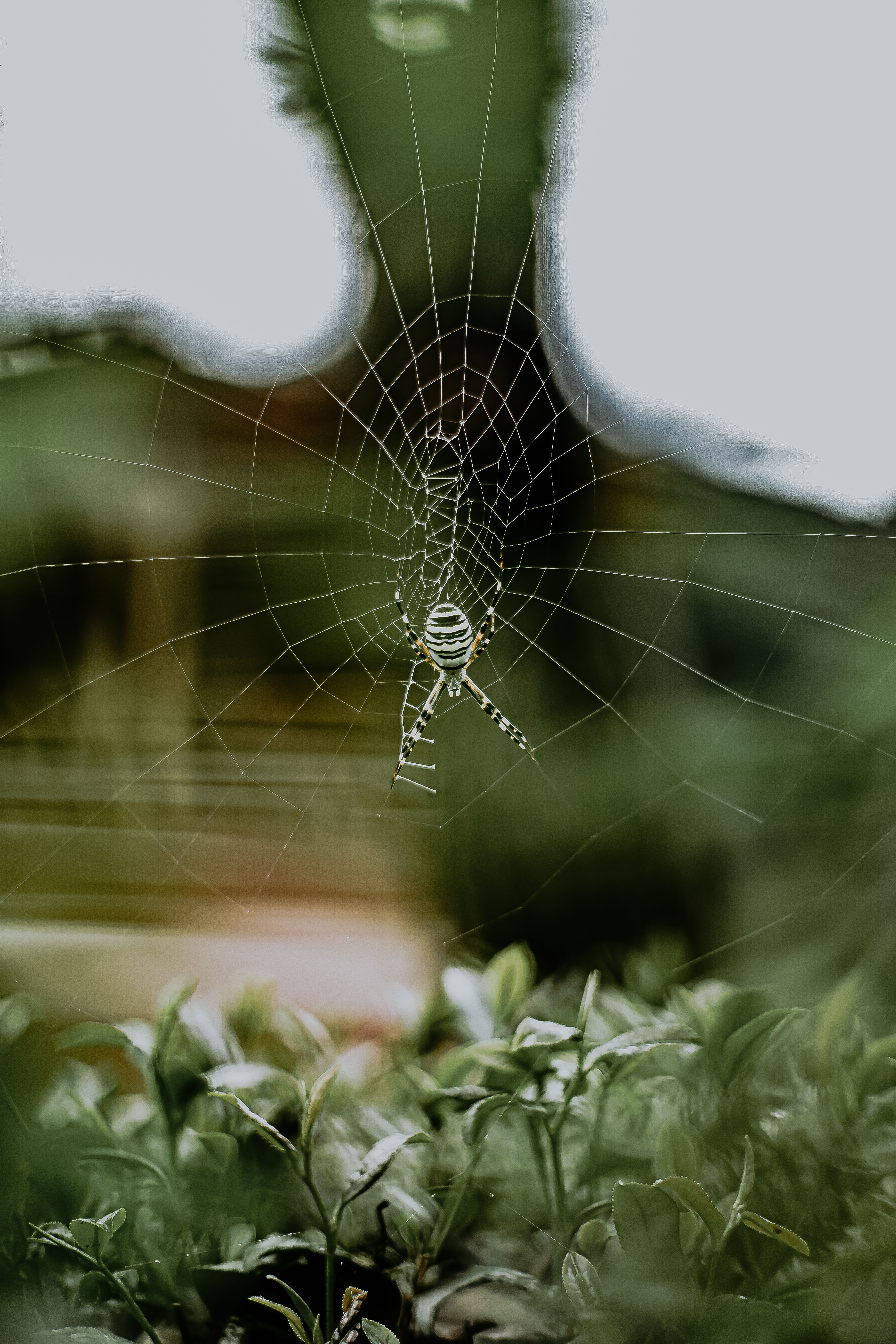 Spider on Spiderweb · Free Stock Photo