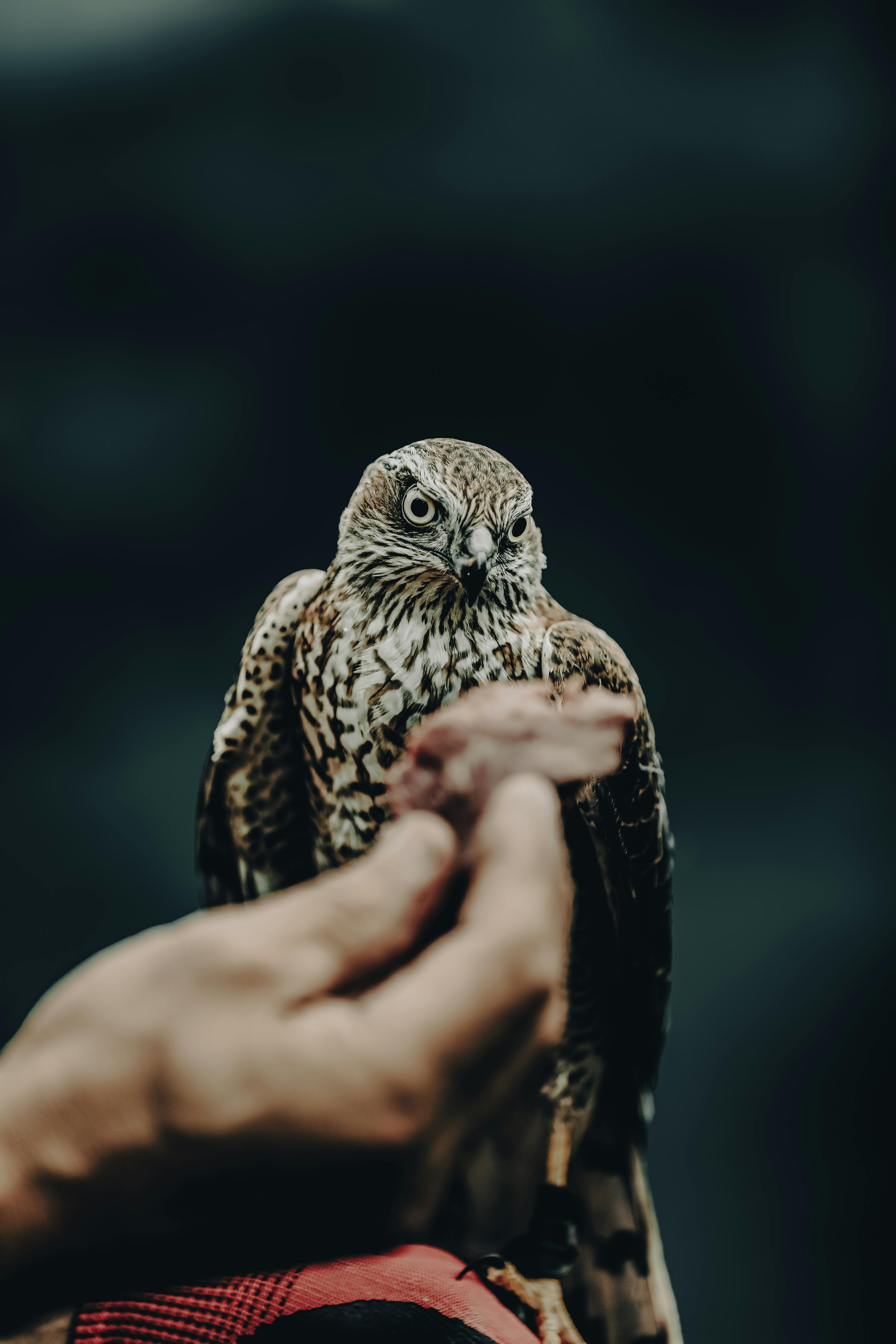 Hand Holding Food for Hawk · Free Stock Photo